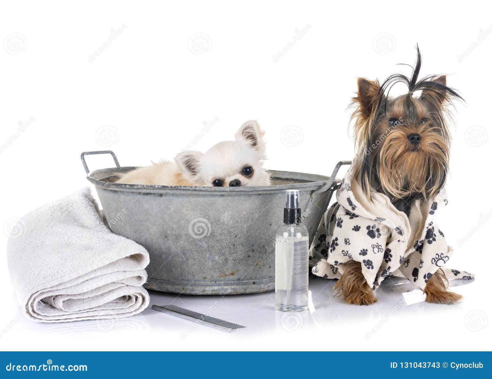Little dogs and bath stock image. Image of grooming - 131043743