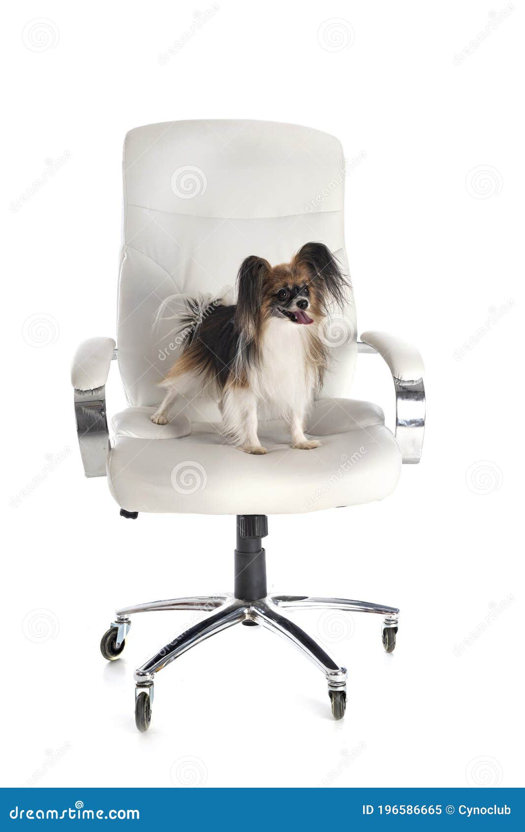 Little dogs on chair stock image. Image of furniture - 196586665