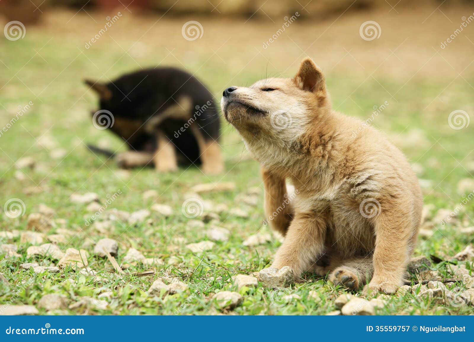 Little dogs playing stock image. Image of playing, stone - 35559757