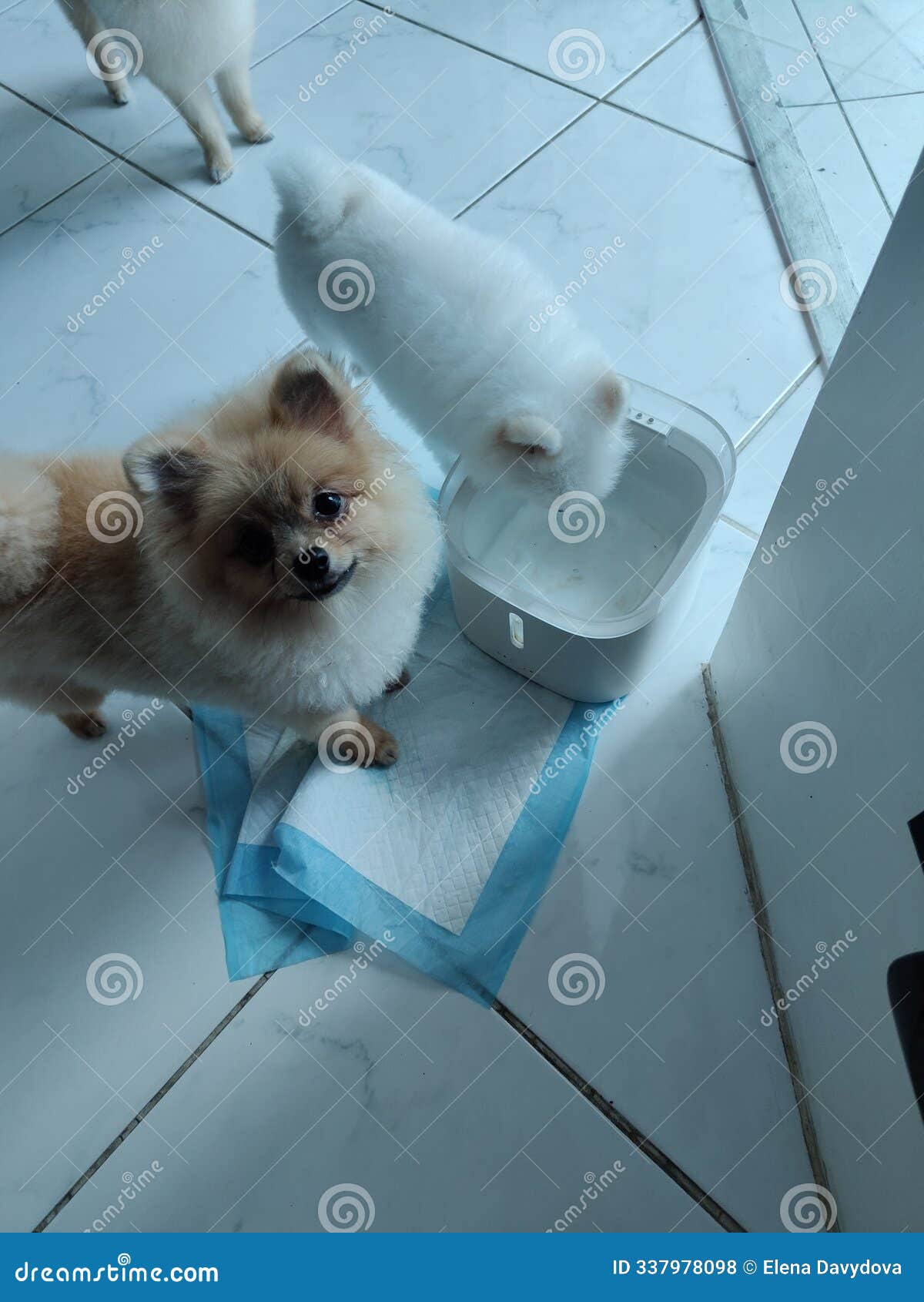 The Little Dogs Take Turns Drinking and Waiting. Stock Photo - Image of ...