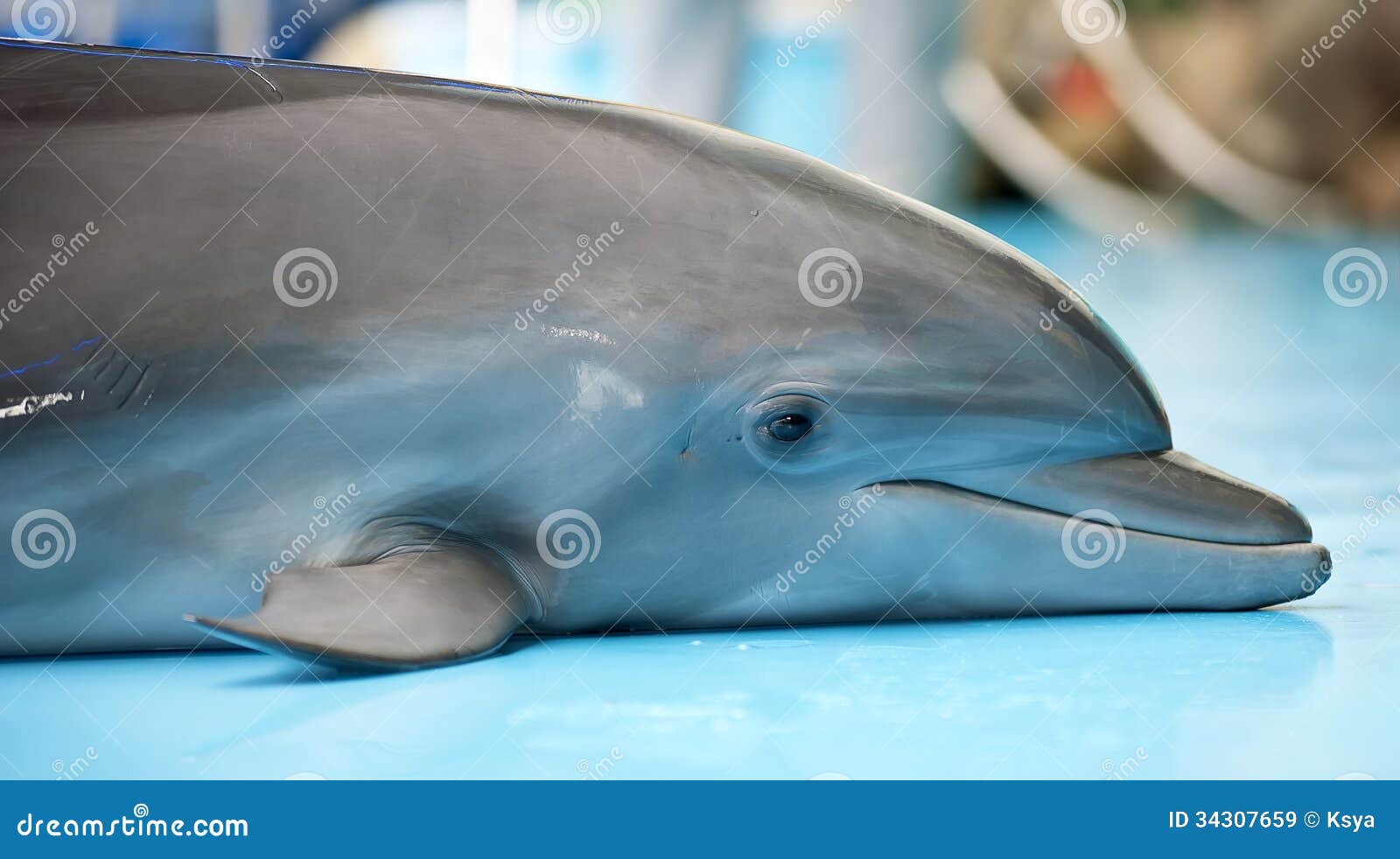 Little dolphin s portrait stock image. Image of little - 34307659