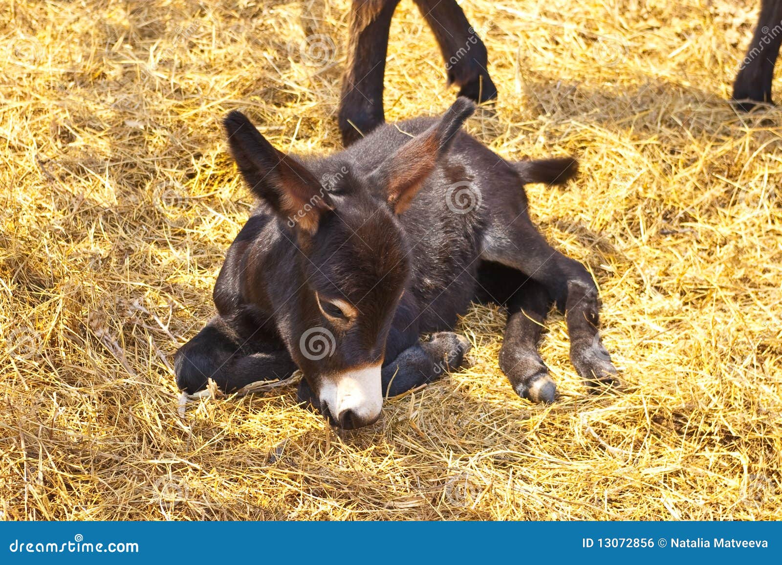 Little donkey stock photo. Image of beautiful, summer - 13072856
