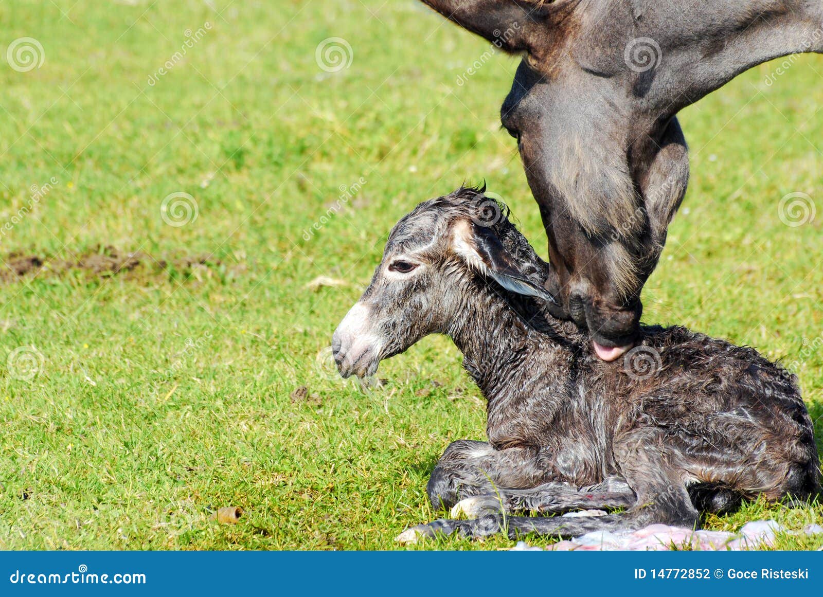 Little donkey stock photo. Image of domestic, care, foal - 14772852