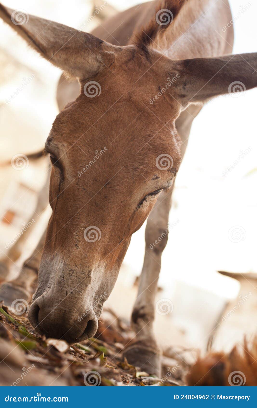 A little donkey stock photo. Image of shoot, vertical - 24804962