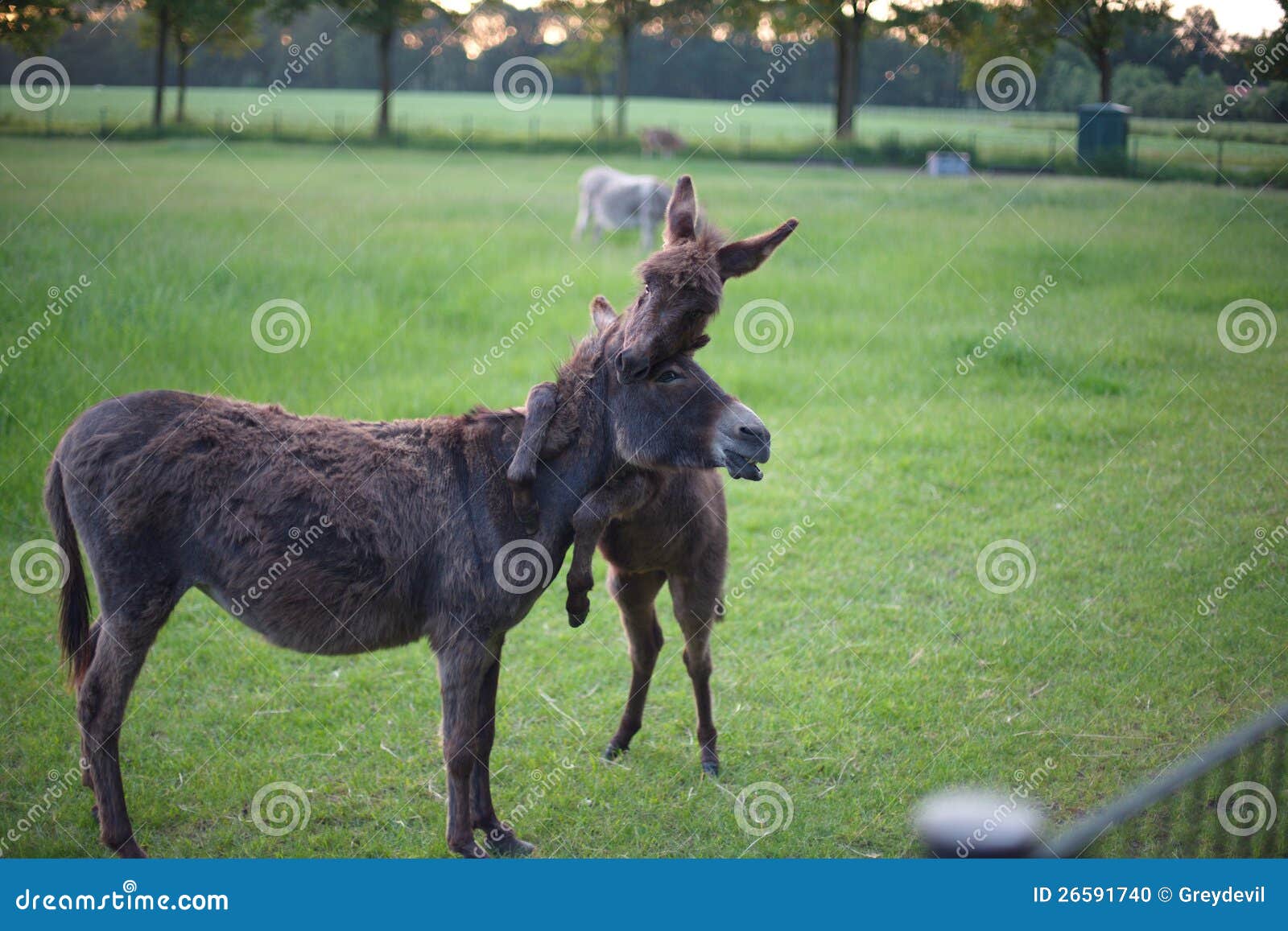 Little donkey stock photo. Image of nice, martin, sweet - 26591740