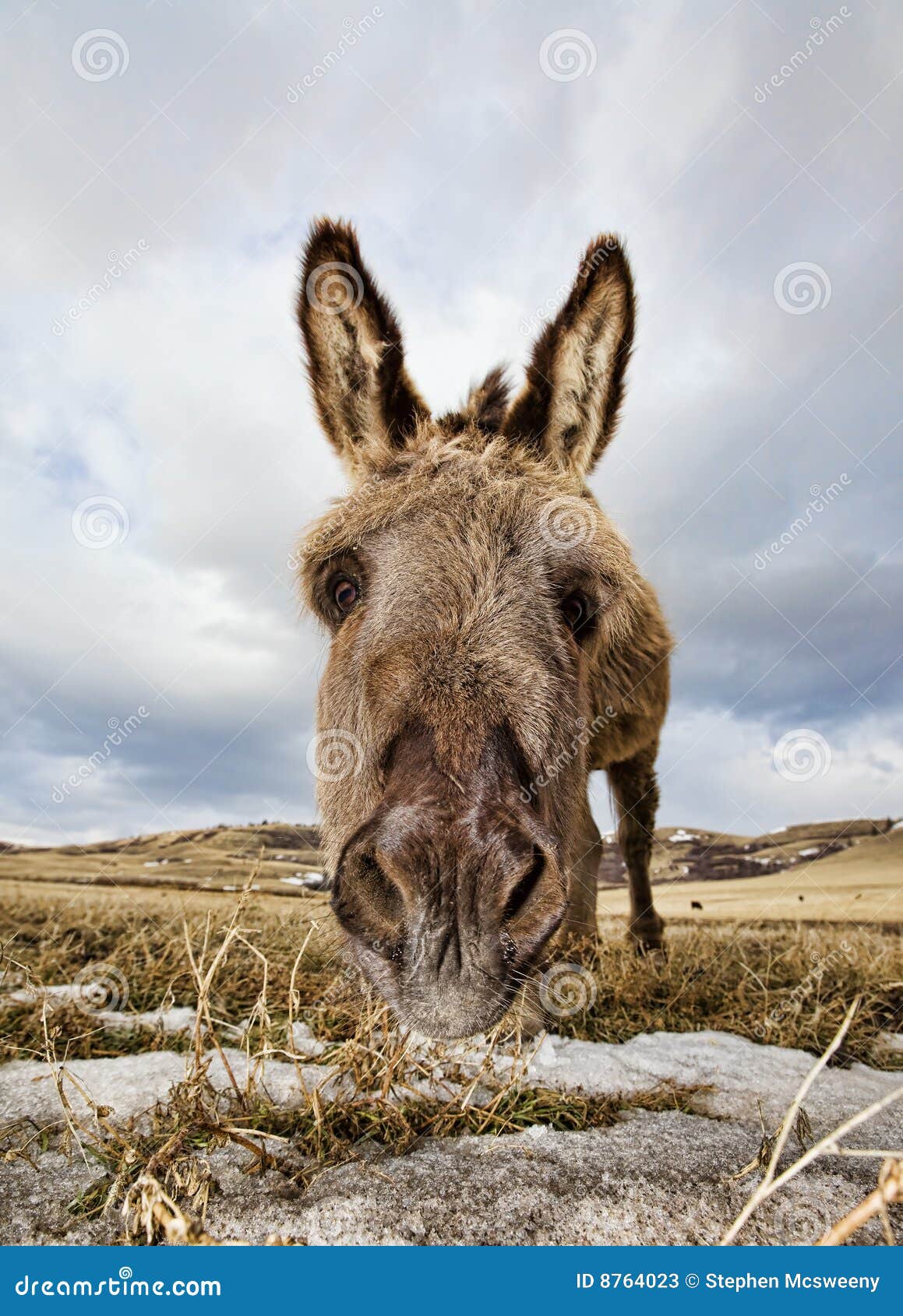 Little donkey stock image. Image of landscape, animal - 8764023
