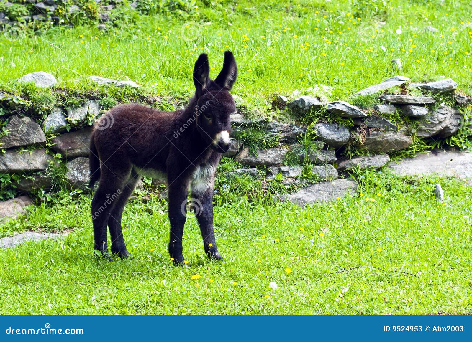 Little Donkey Stock Photography | CartoonDealer.com #13072856