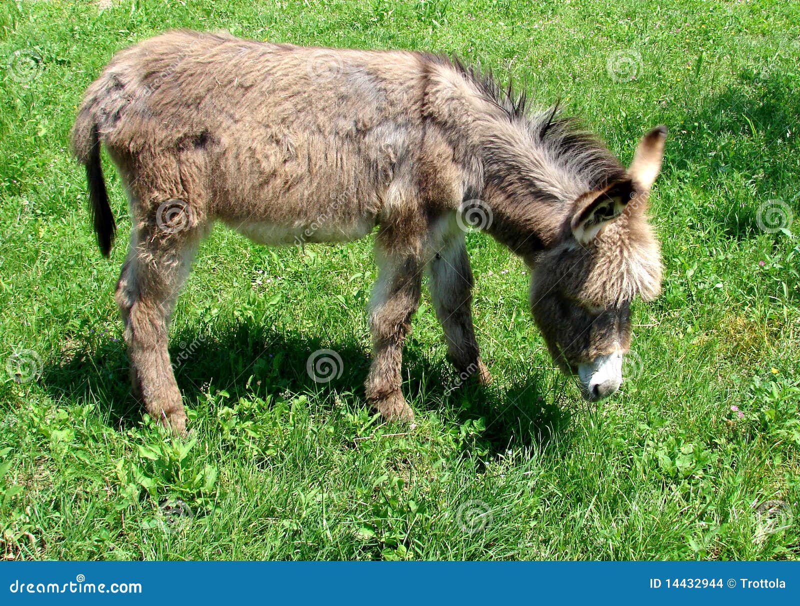 Little donkey eating grass stock photo. Image of meadows - 14432944