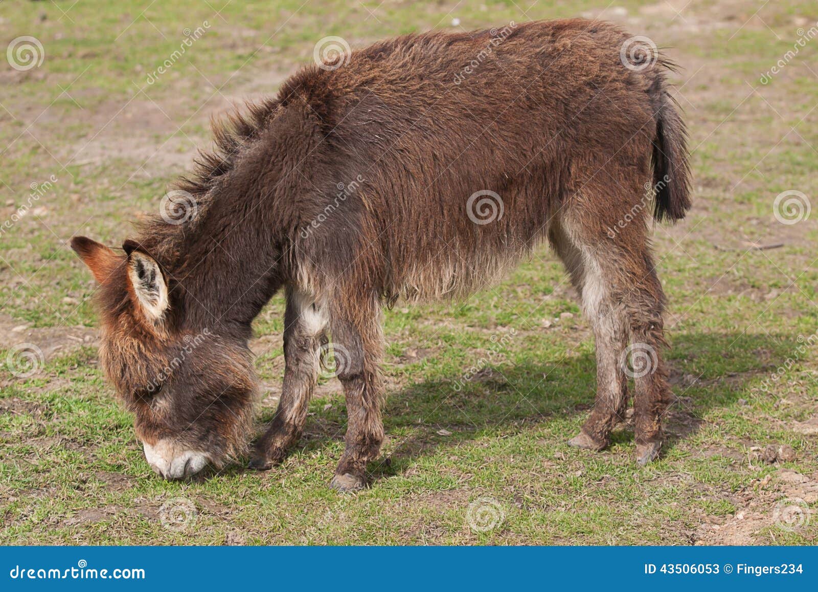 Little Donkey Stock Photography | CartoonDealer.com #13072856