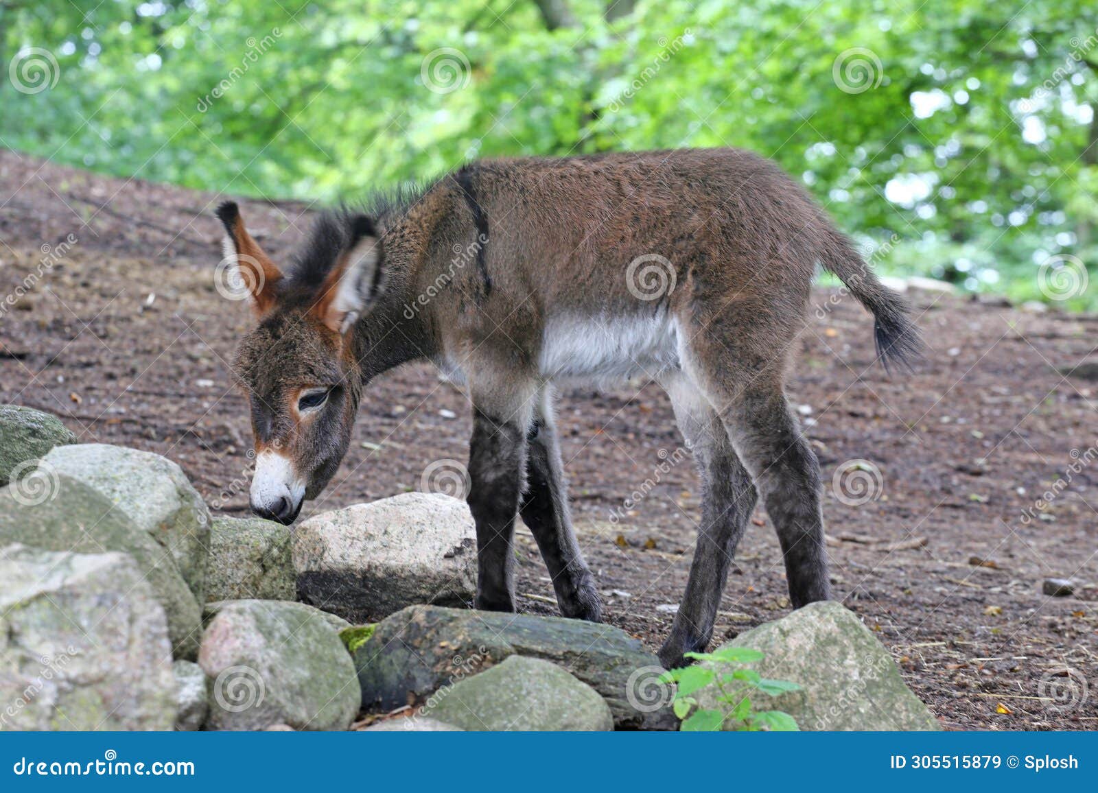 Little Donkey Stock Photography | CartoonDealer.com #13072856