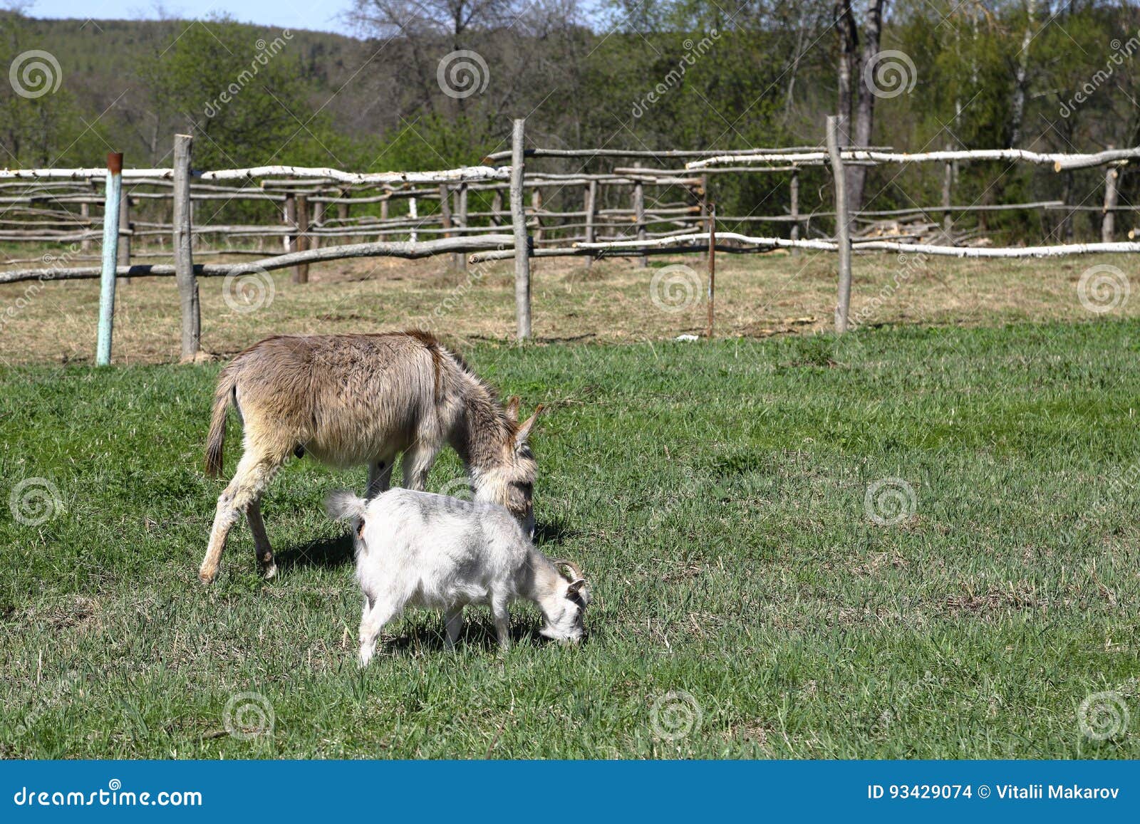 Little Donkey and a Goat Eating a Grass on a Green Meadow Stock Photo ...