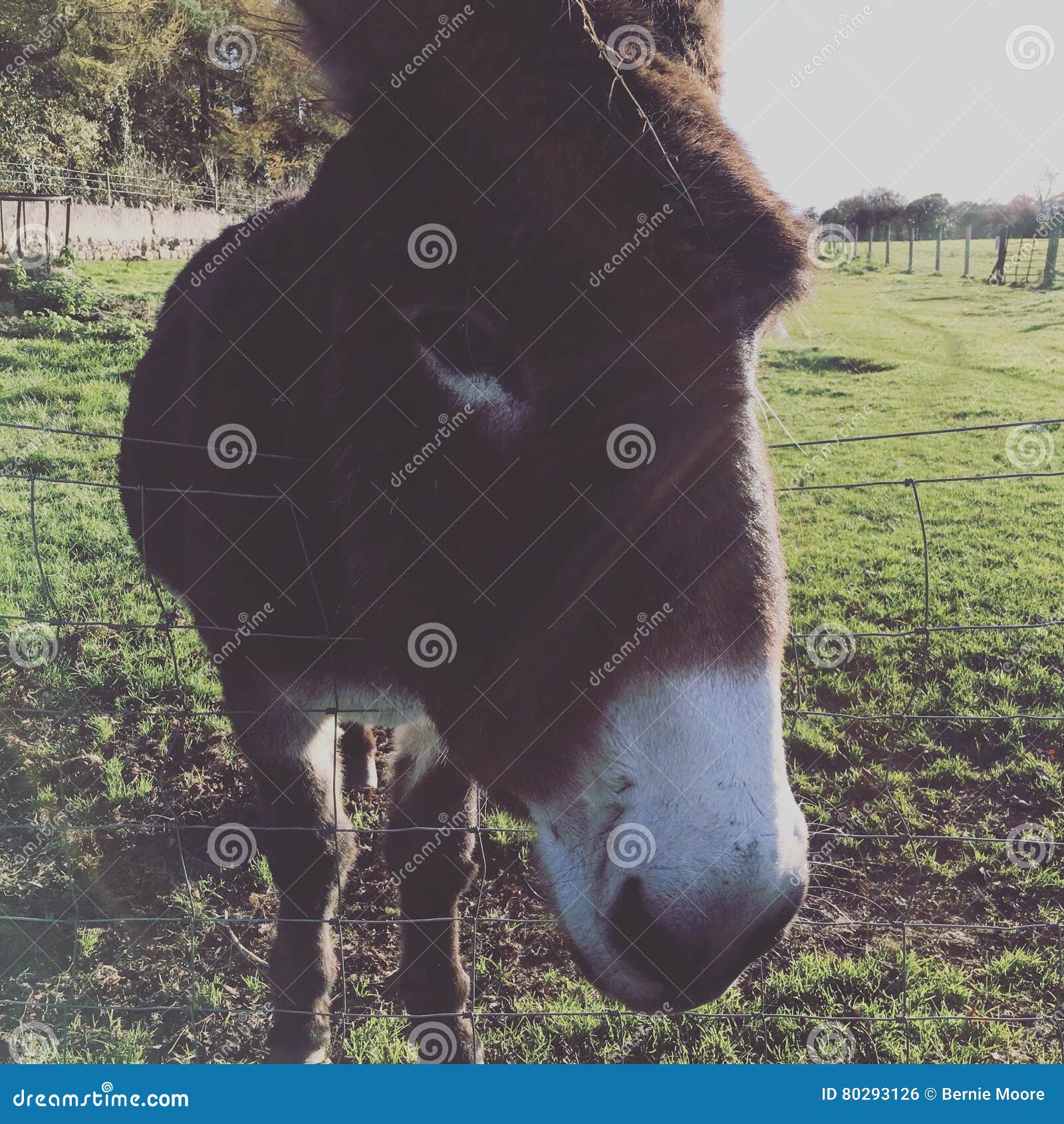 Little donkey stock photo. Image of green, animals, little - 80293126