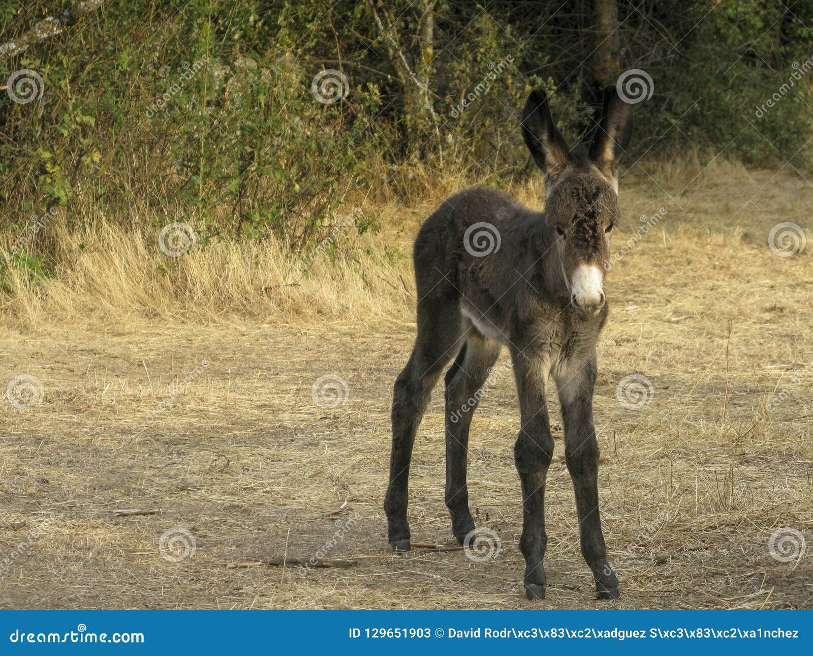 Little Donkey Looking at the Camera on a Farm Stock Image - Image of ...