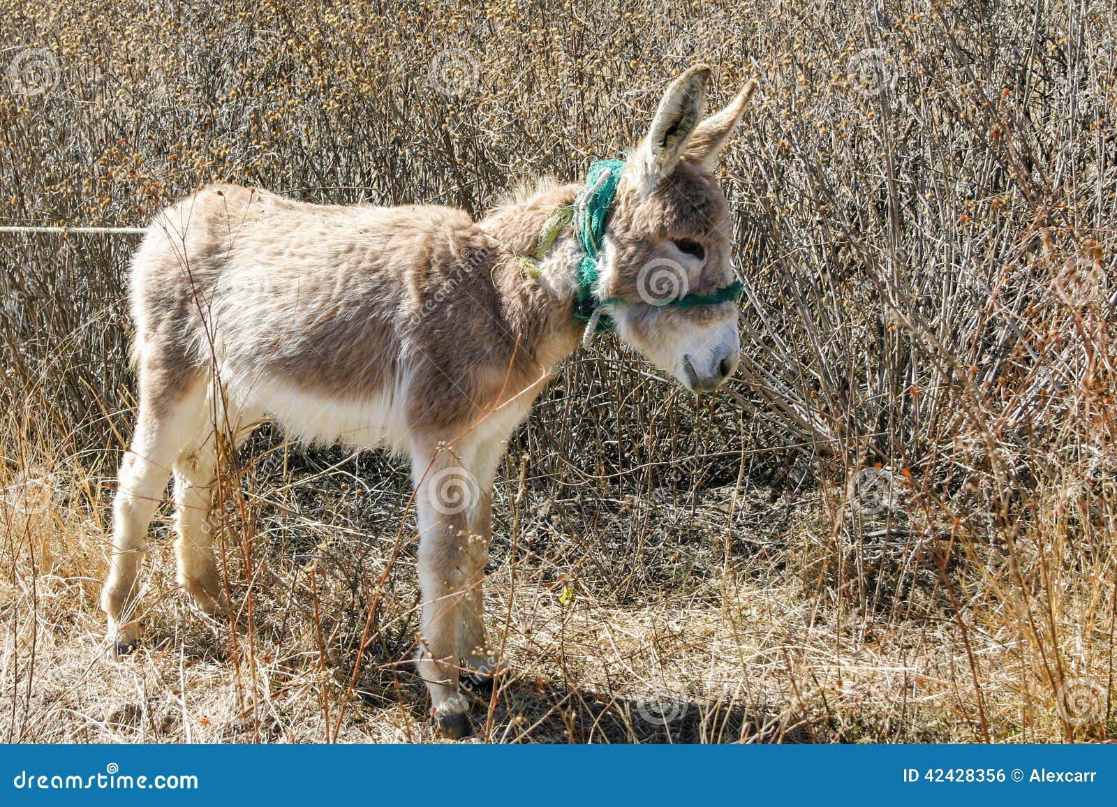Little donkey stock photo. Image of gray, small, field - 42428356