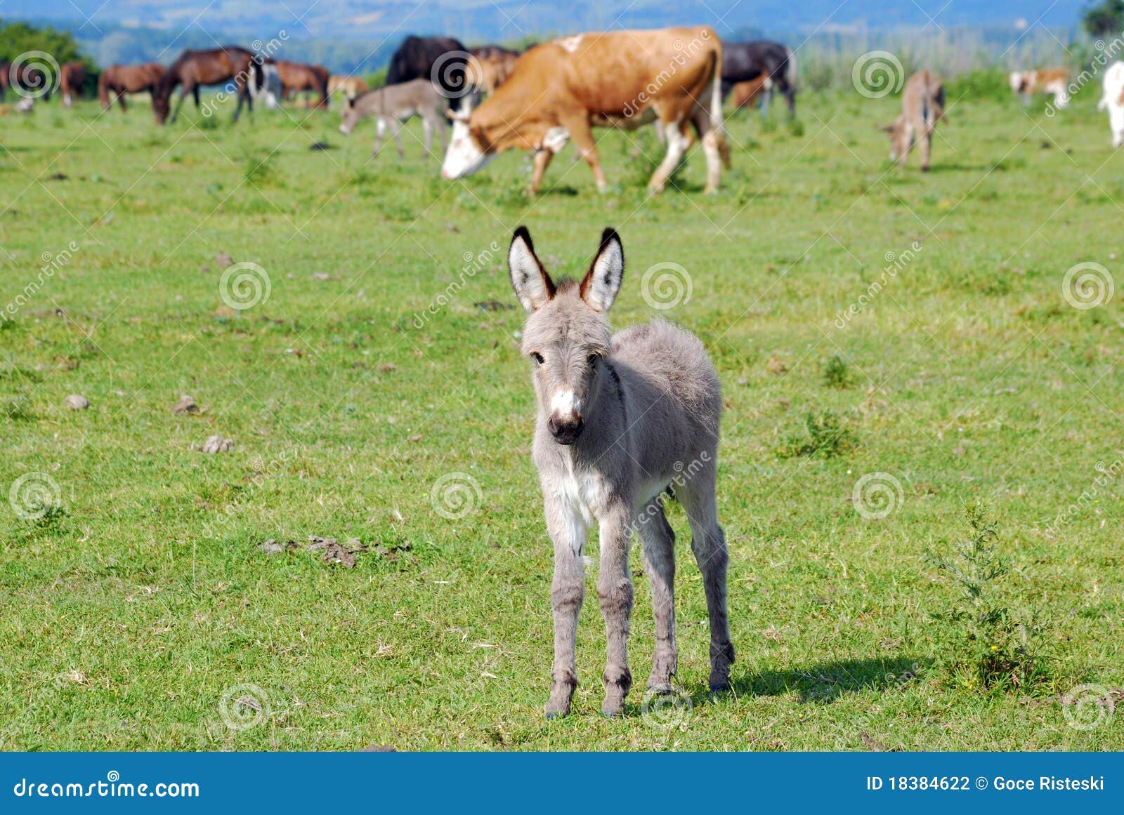 Little Donkey Stock Photography | CartoonDealer.com #13072856