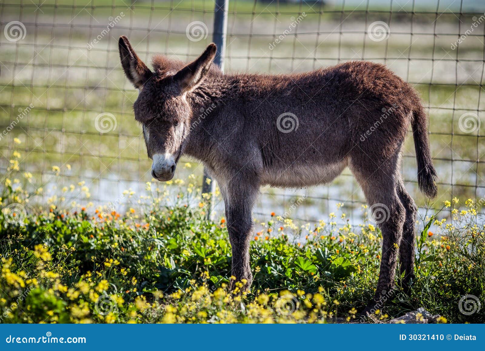 Little donkey stock photo. Image of neck, fence, light - 30321410