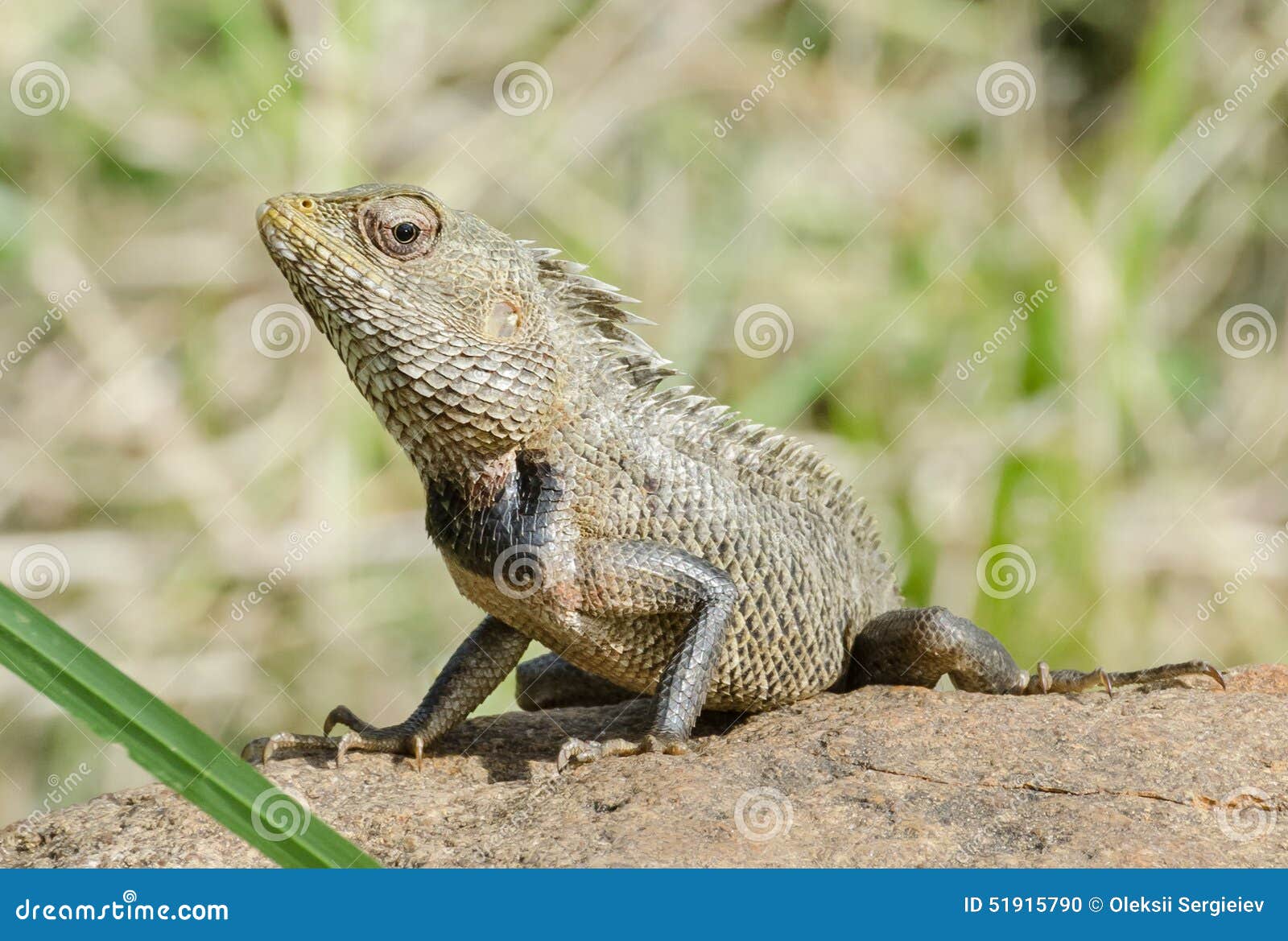 Little Dragon. Lizard in Nature, Stock Photo - Image of reptile ...