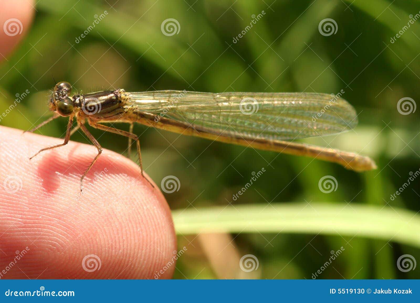 Little dragonfly stock photo. Image of environment, creature - 5519130