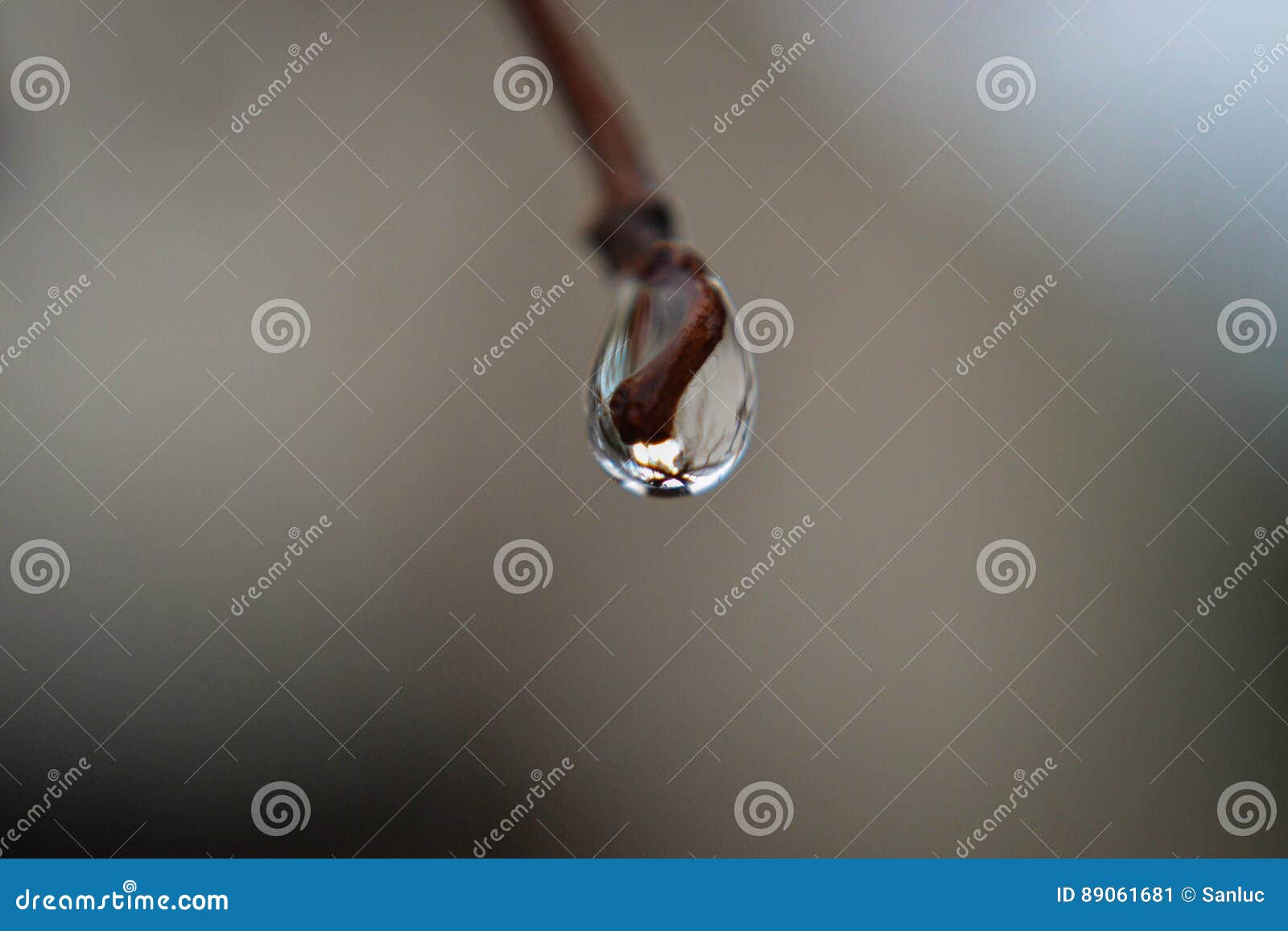 Little drop stock image. Image of drop, brench, miniature - 89061681