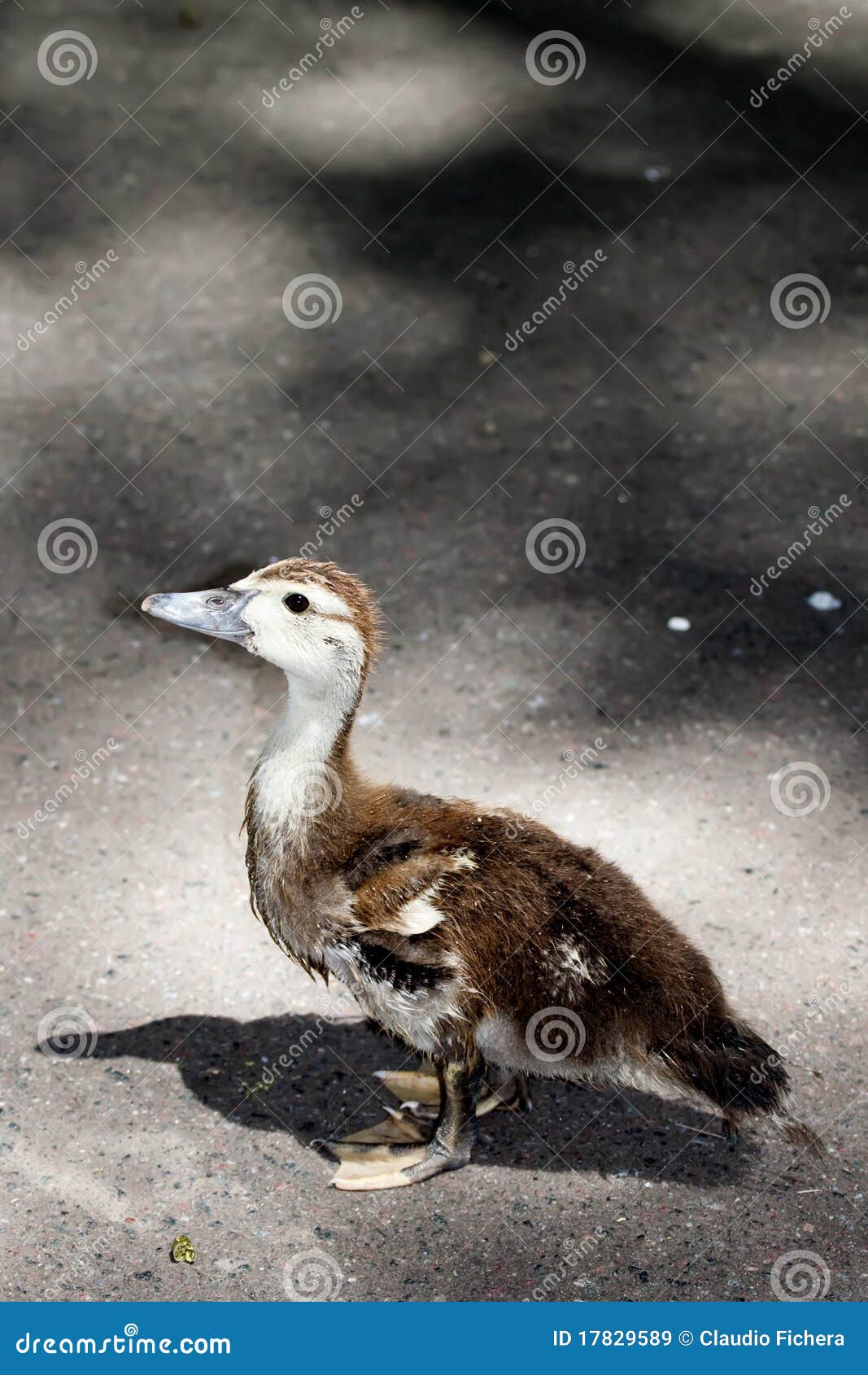 Little duck stock image. Image of duckling, fluff, animal - 17829589