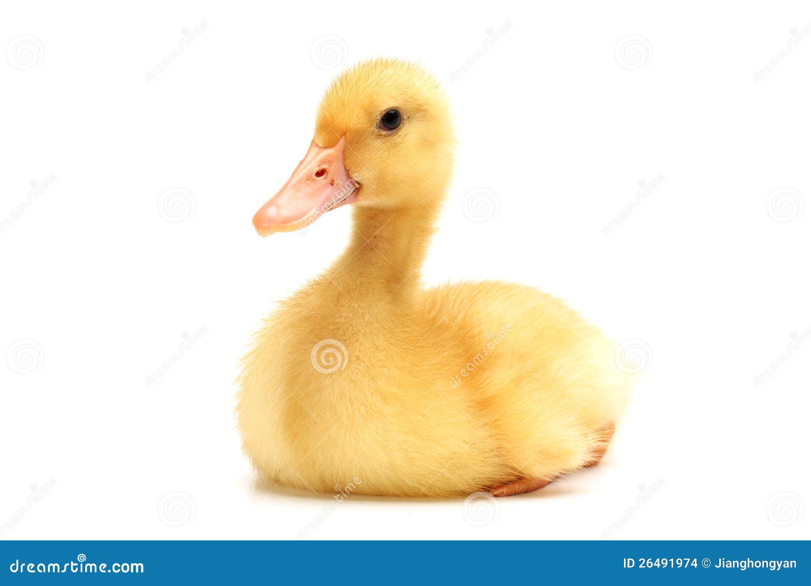 Little duck stock photo. Image of hatched, rural, closeup - 26491974
