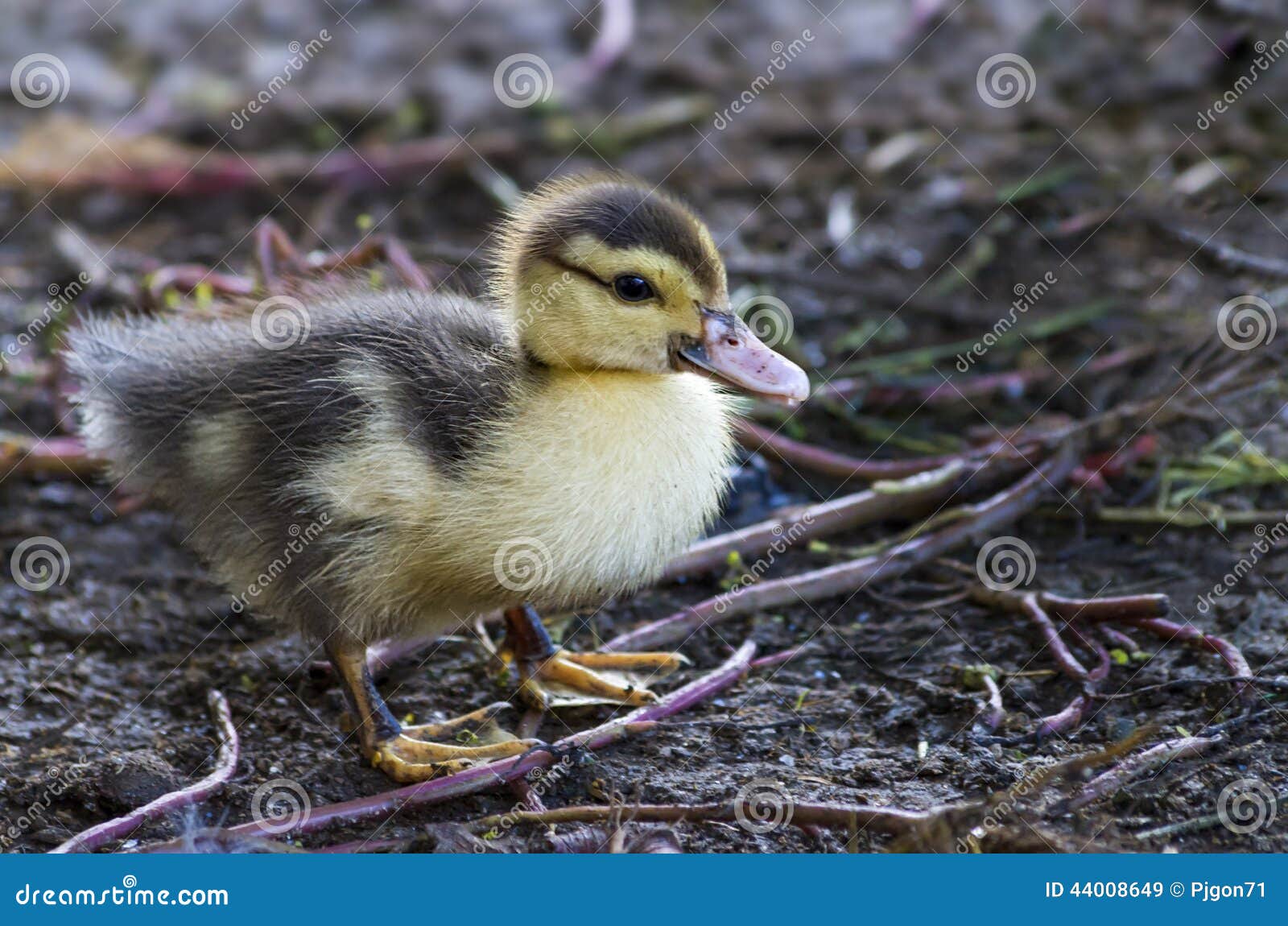Little duck stock image. Image of yellow, beauty, little - 44008649