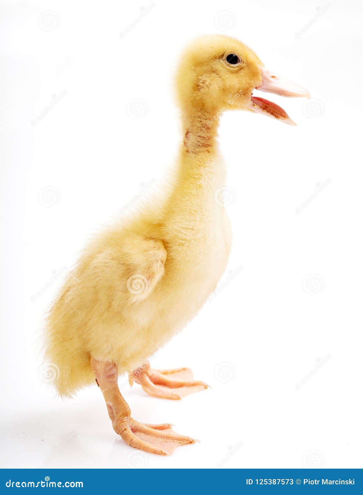 Little duck with open beak stock image. Image of closeup - 125387573