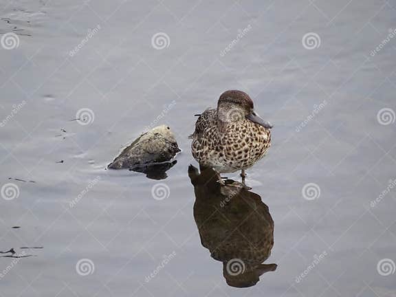 Little Duck in a River in Romania Stock Photo - Image of wildlife ...