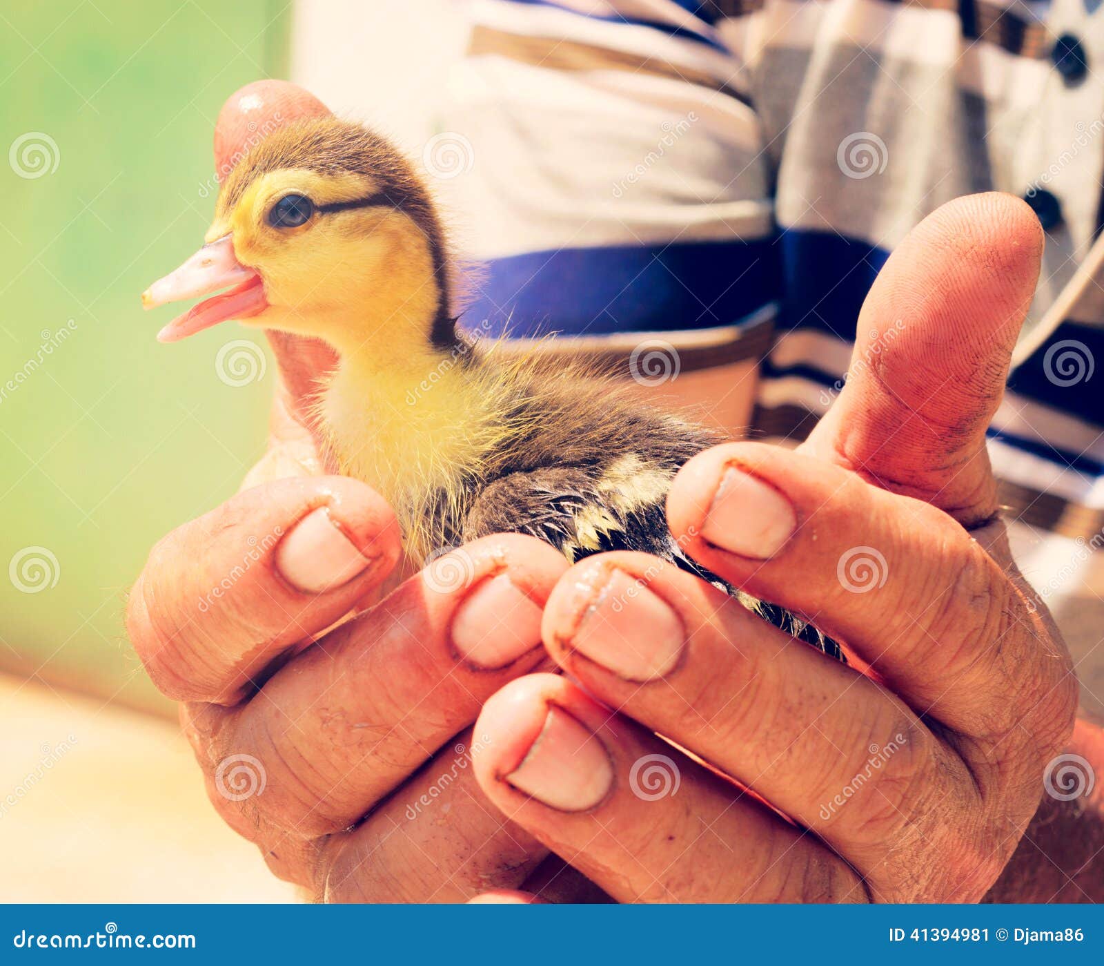 Little duck stock image. Image of born, life, ducky, countryside - 41394981