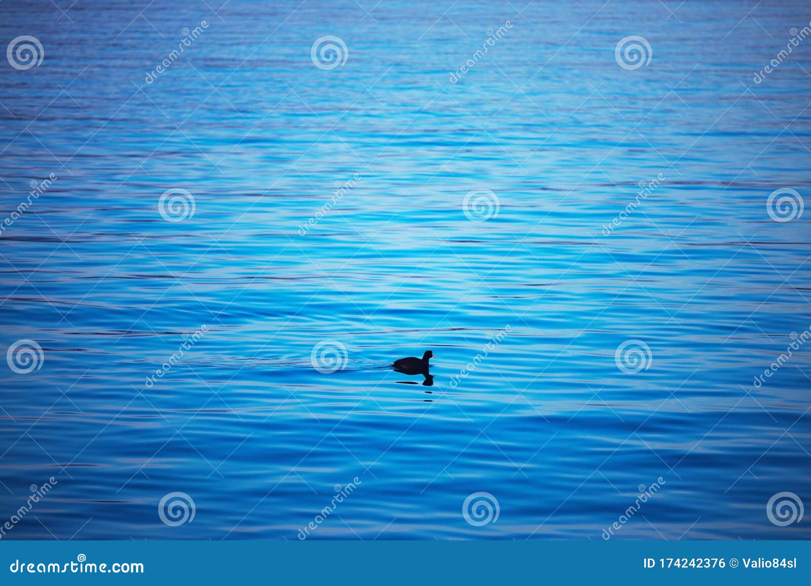 Little Duck Swimming on Blue Ripple Water Stock Photo - Image of sunset ...