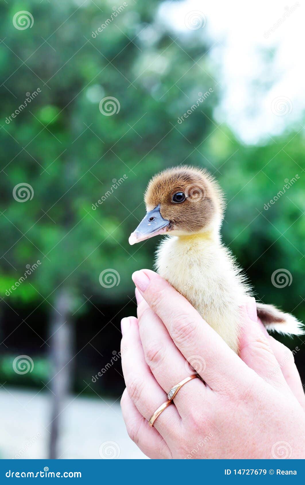 Little duckling stock image. Image of duck, farm, care - 14727679