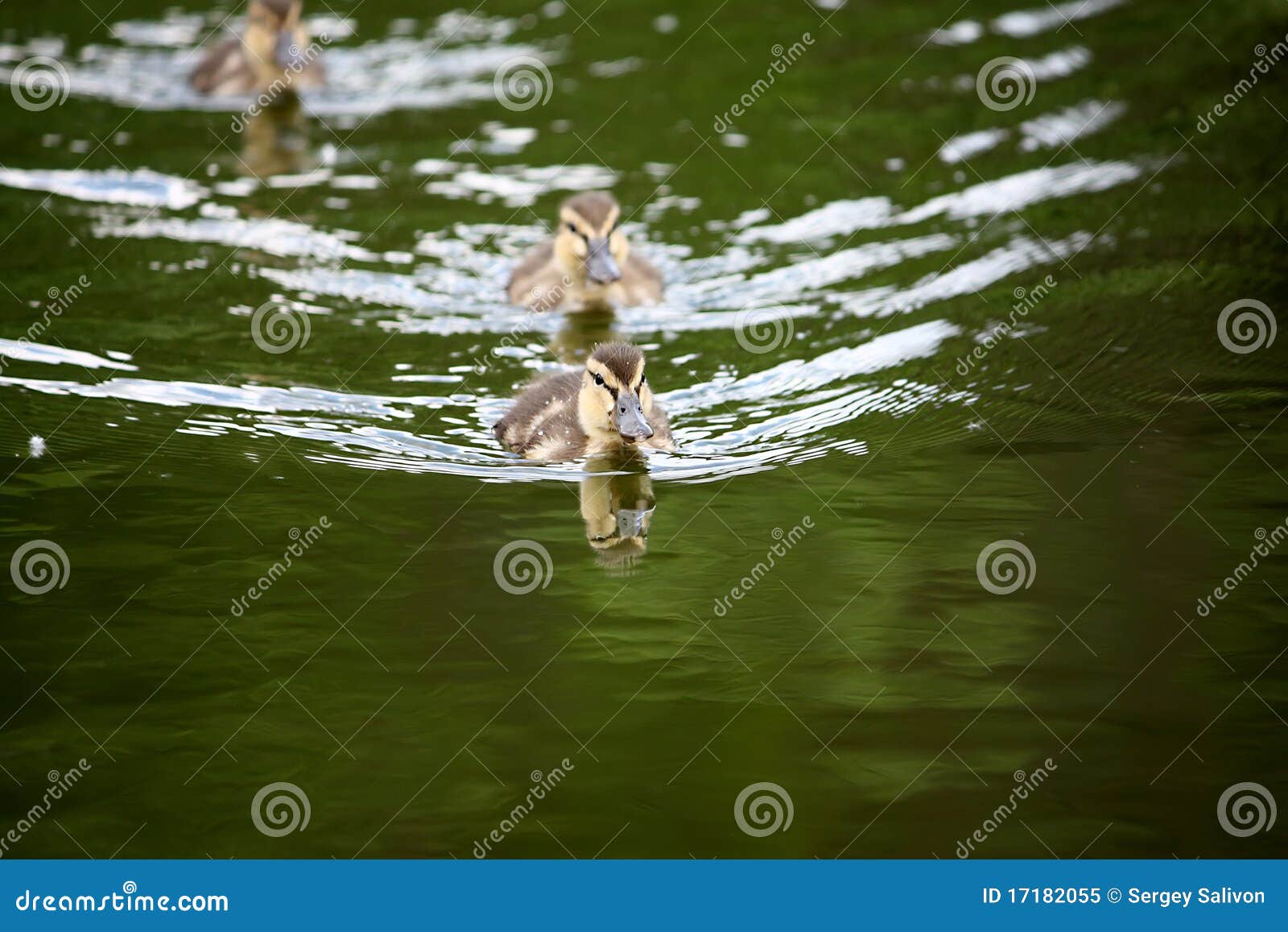 Little duckling stock image. Image of swimming, young - 17182055