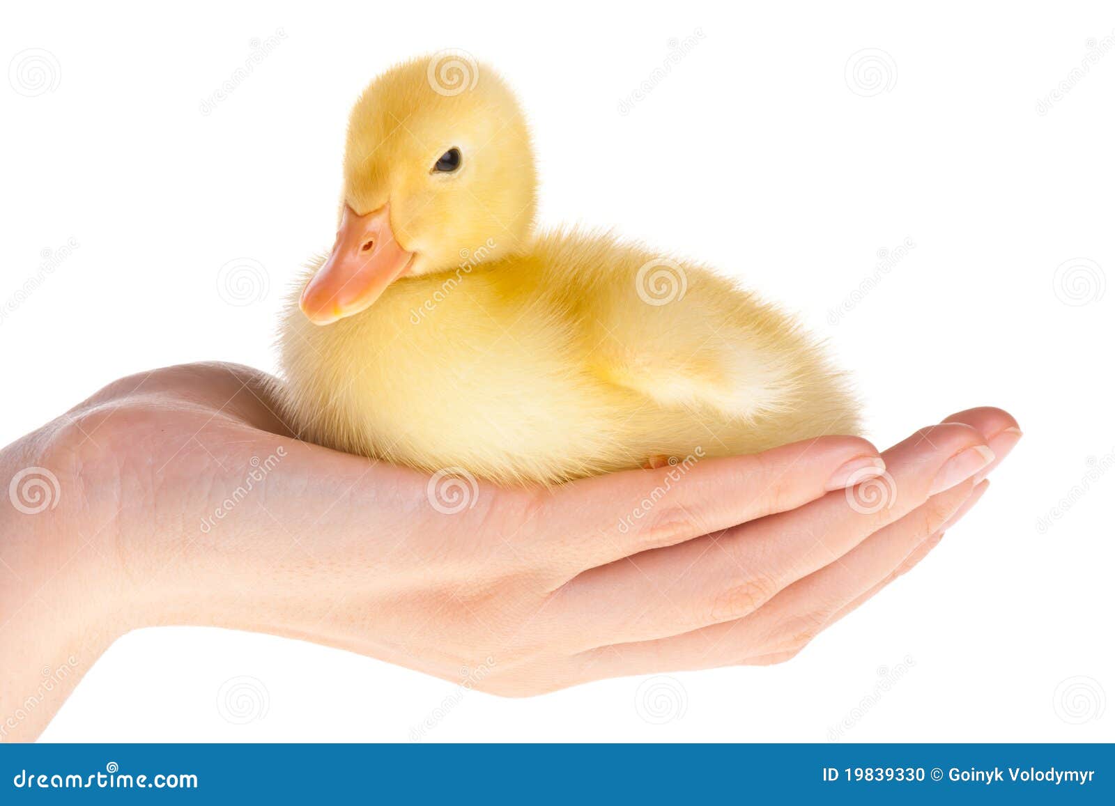 Little duckling stock photo. Image of duck, duckling - 19839330