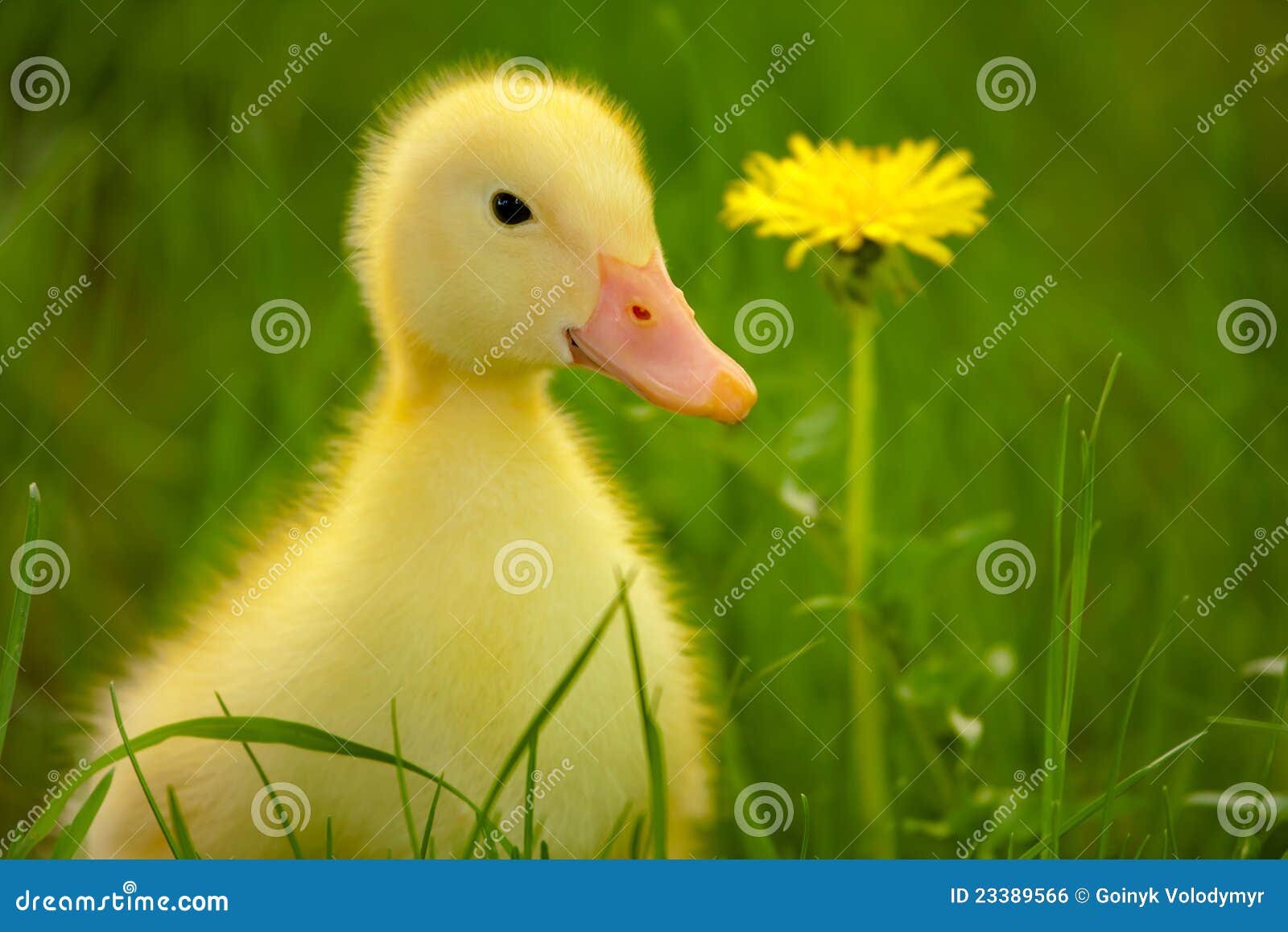Little duckling stock photo. Image of dandelions, newborn - 23389566