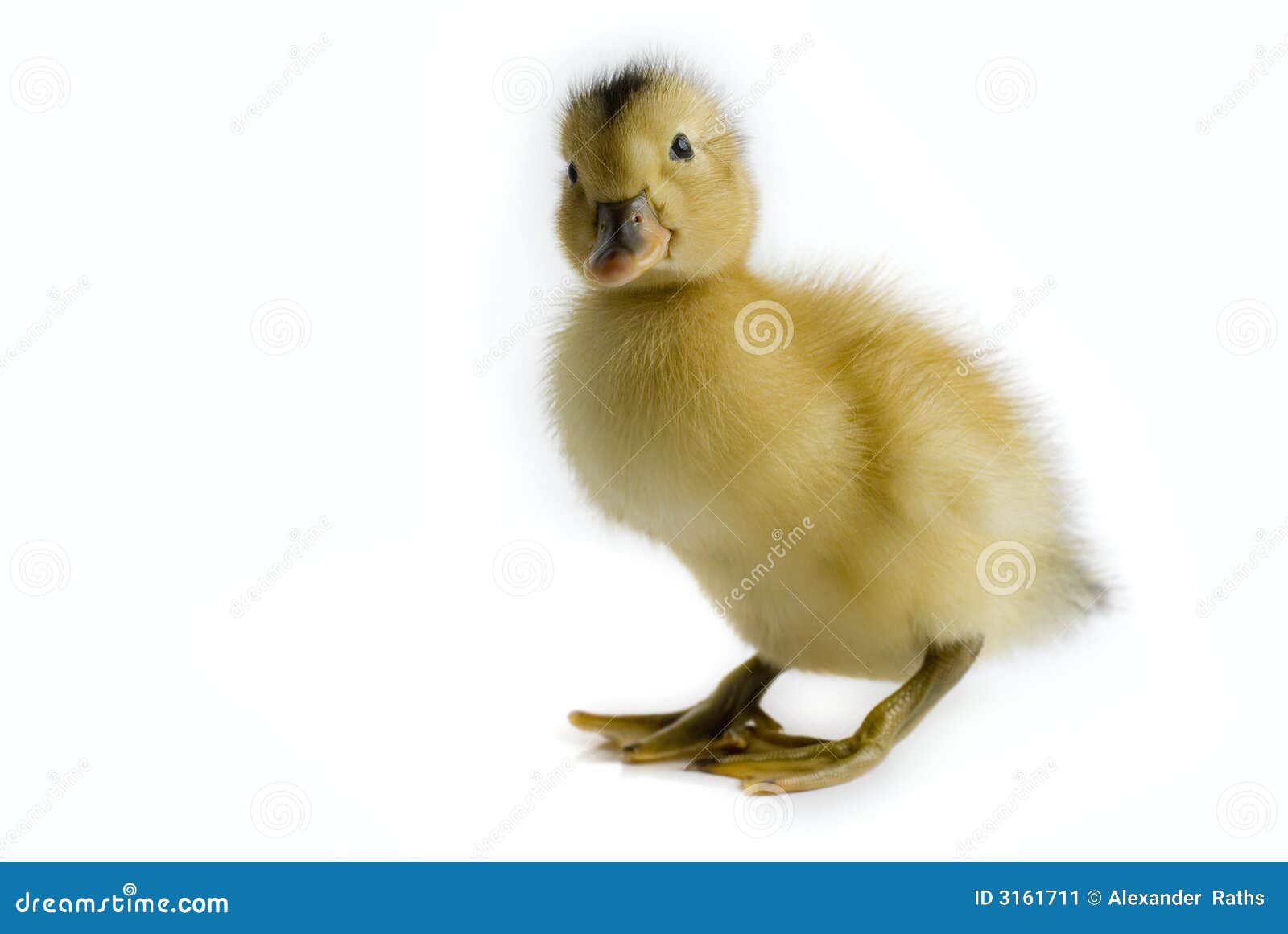 Little Duckling stock image. Image of isolated, animal - 3161711
