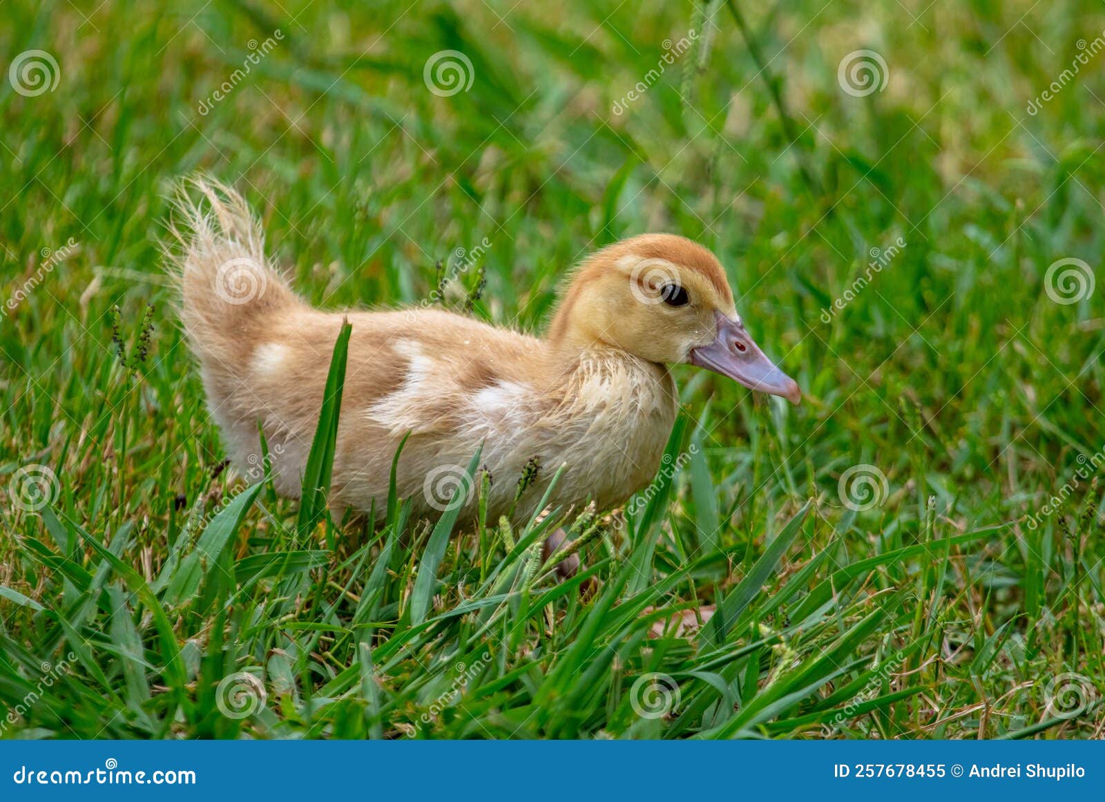 Little Duckling on Green Grass in Summer. Stock Image - Image of little ...