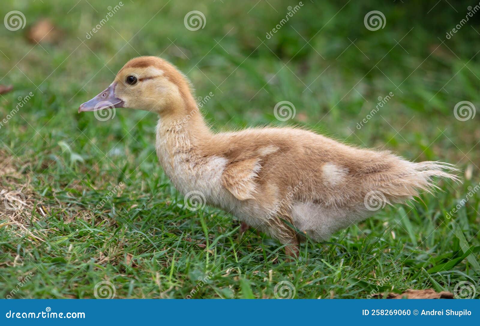 Little Duckling on Green Grass in Summer. Stock Photo - Image of little ...
