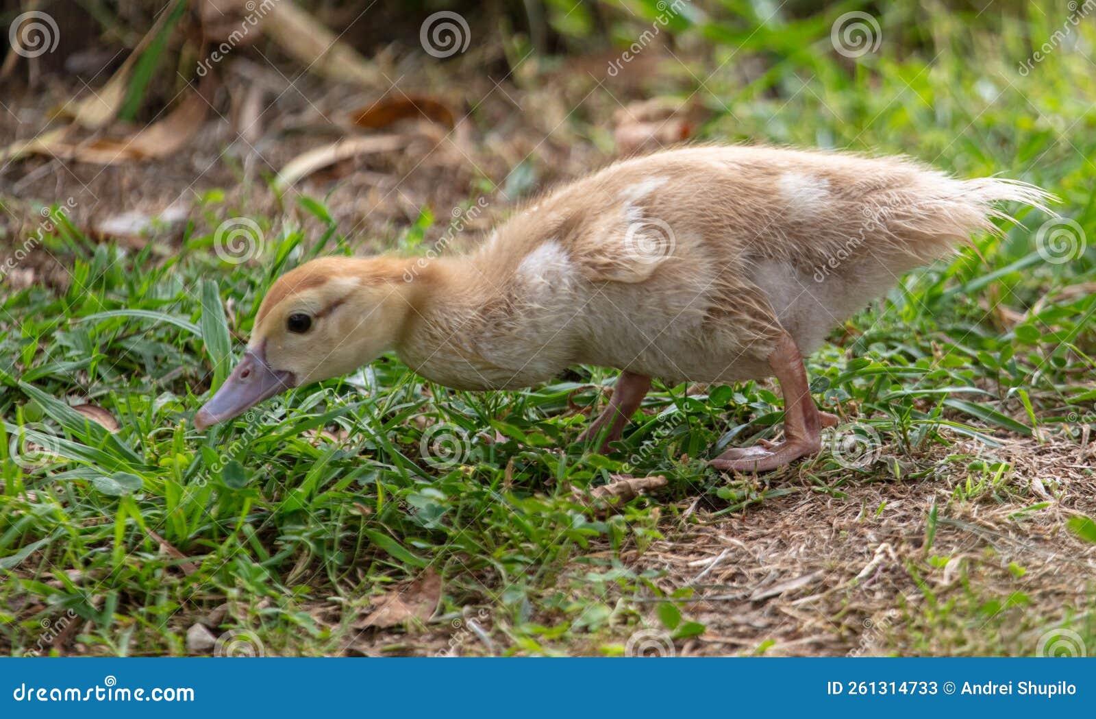 Little Duckling on Green Grass in Summer. Stock Image - Image of green ...