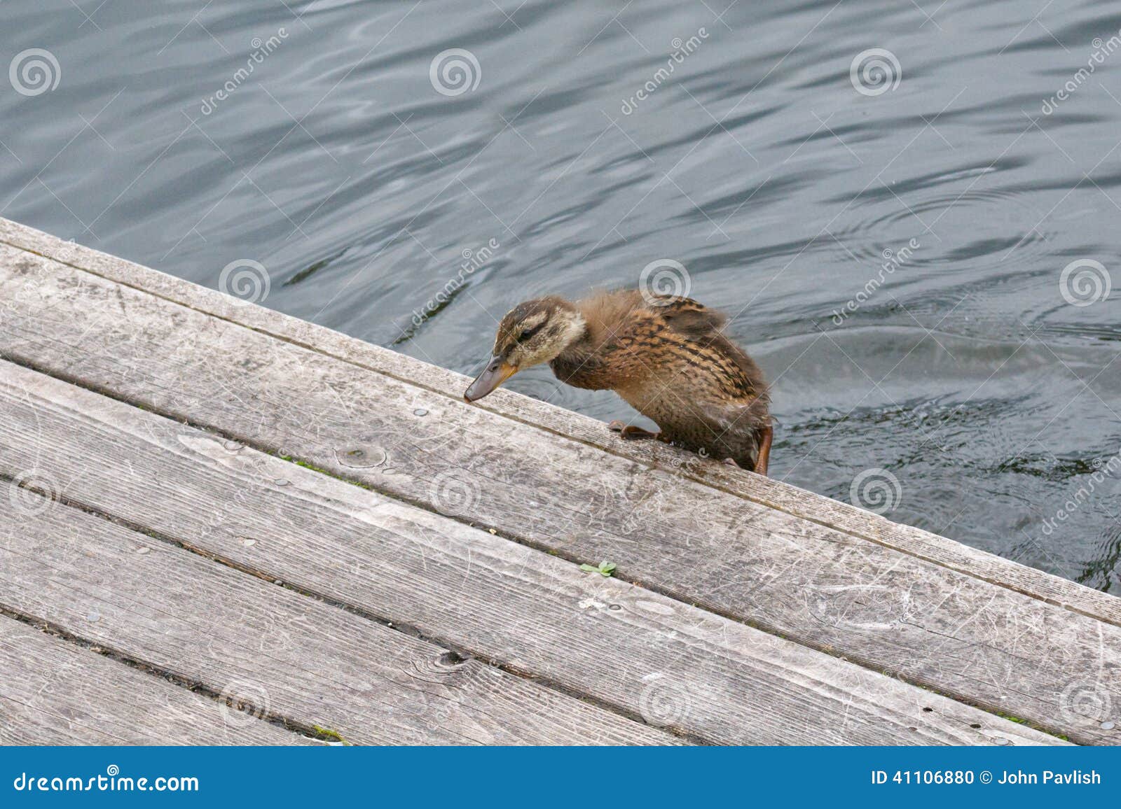 Little Duckling Jumping Onto a Dock from the Water Stock Photo - Image ...