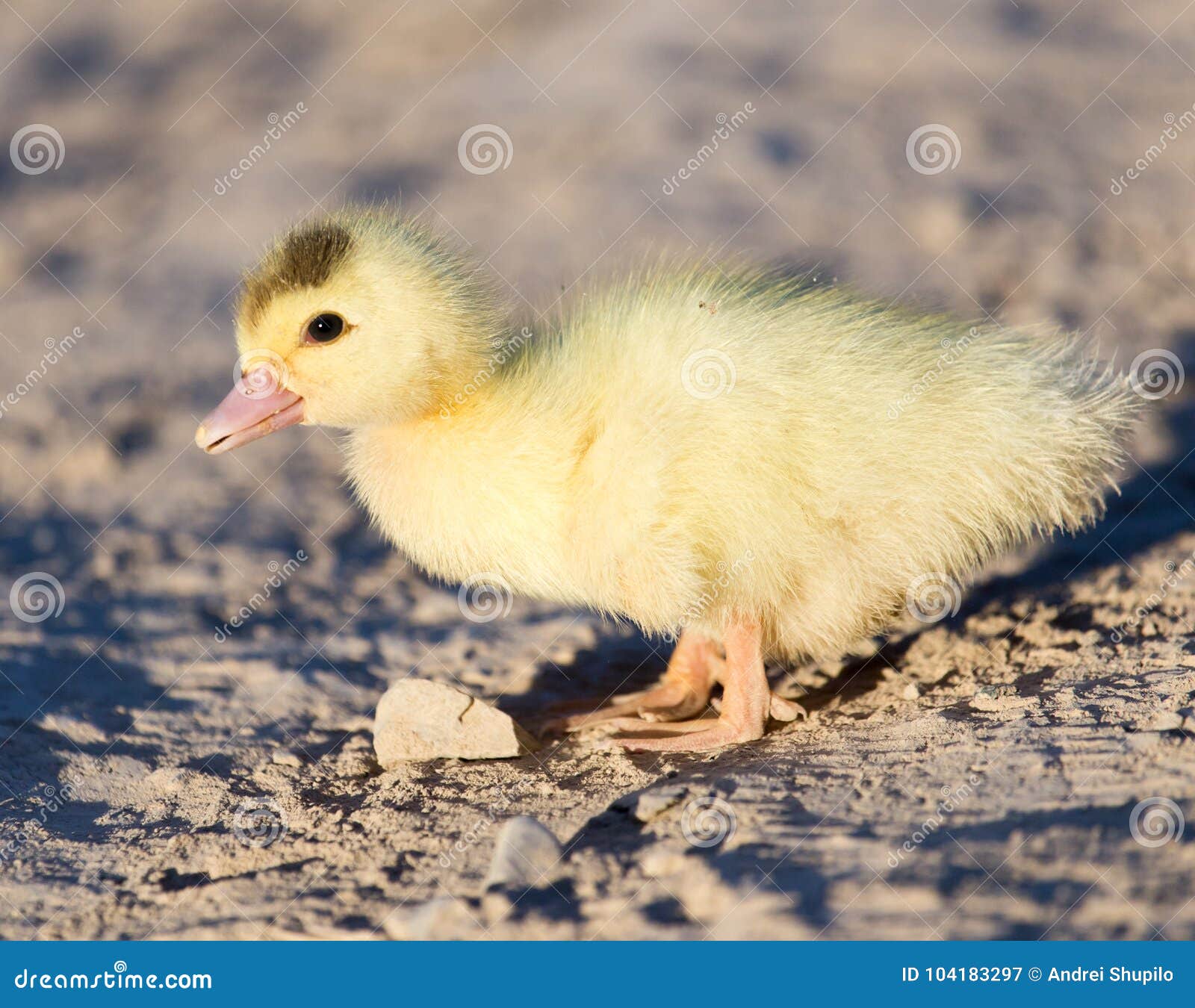 Little duckling in nature stock image. Image of group - 104183297