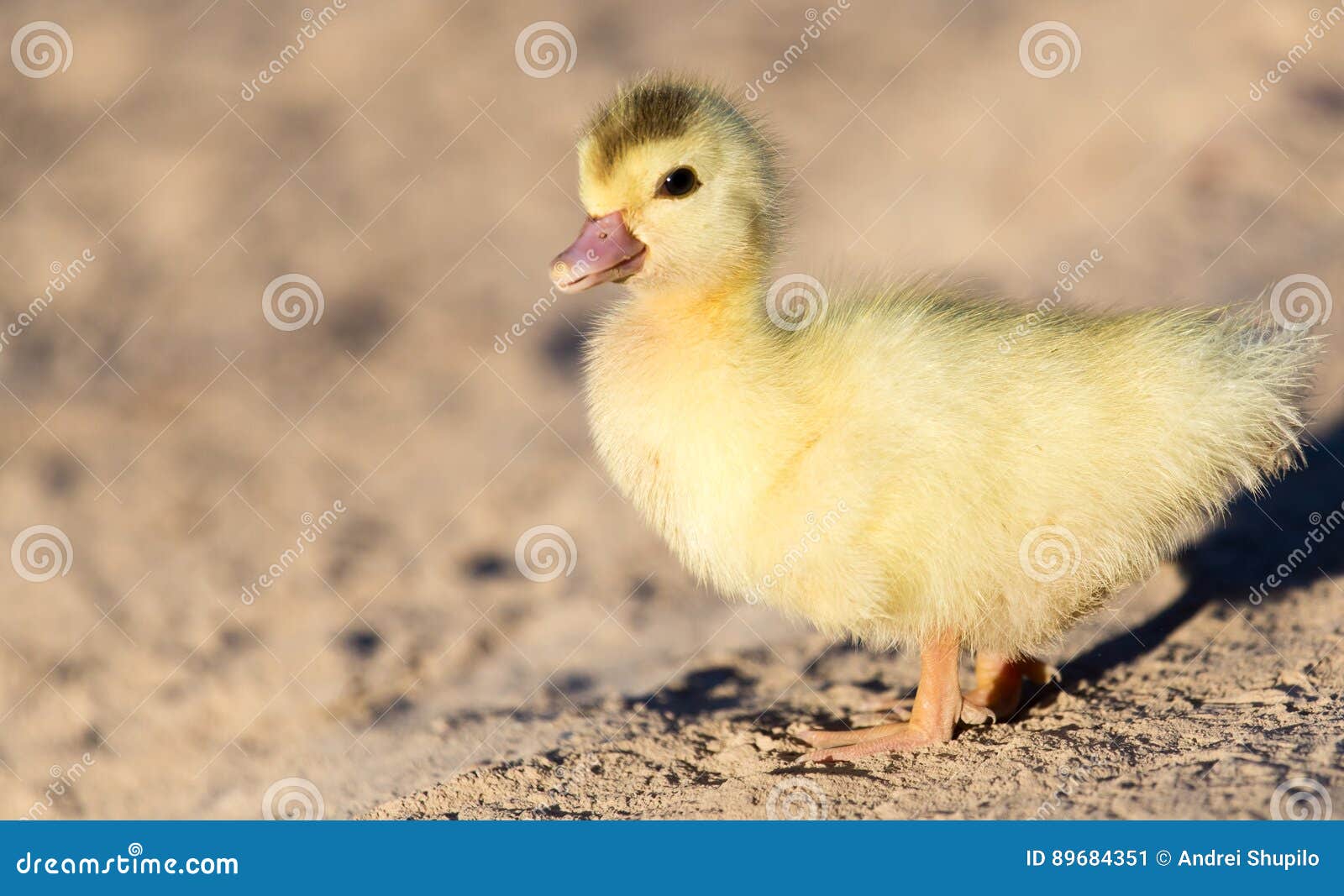 Little duckling in nature stock image. Image of breeding - 89684351