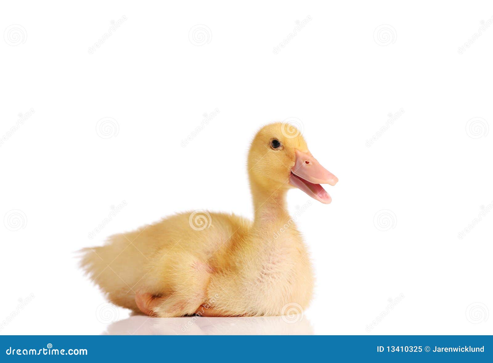 Little Duckling Sitting or Resting Stock Image - Image of yellow ...