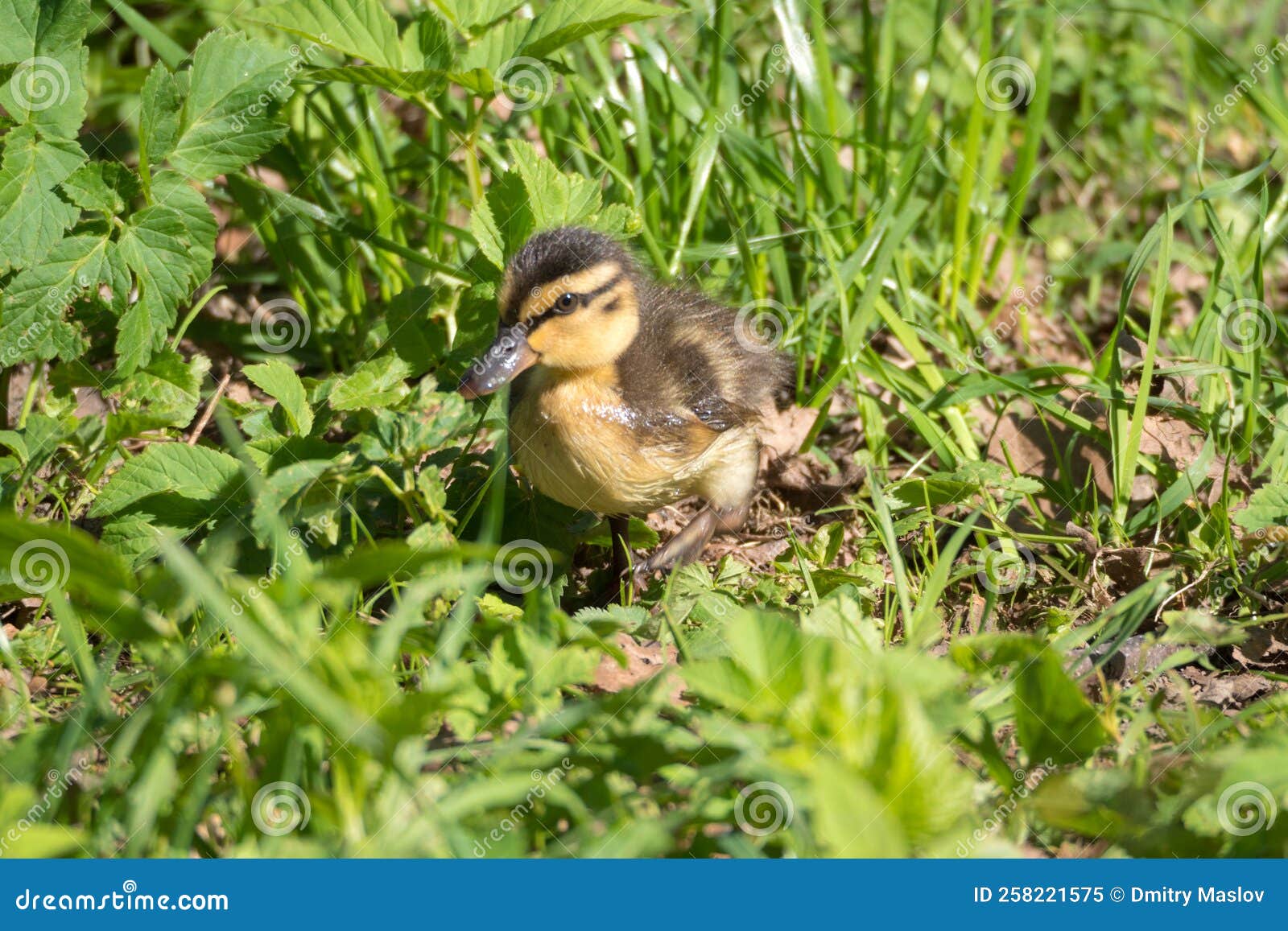 Little duckling in spring stock image. Image of small - 258221575