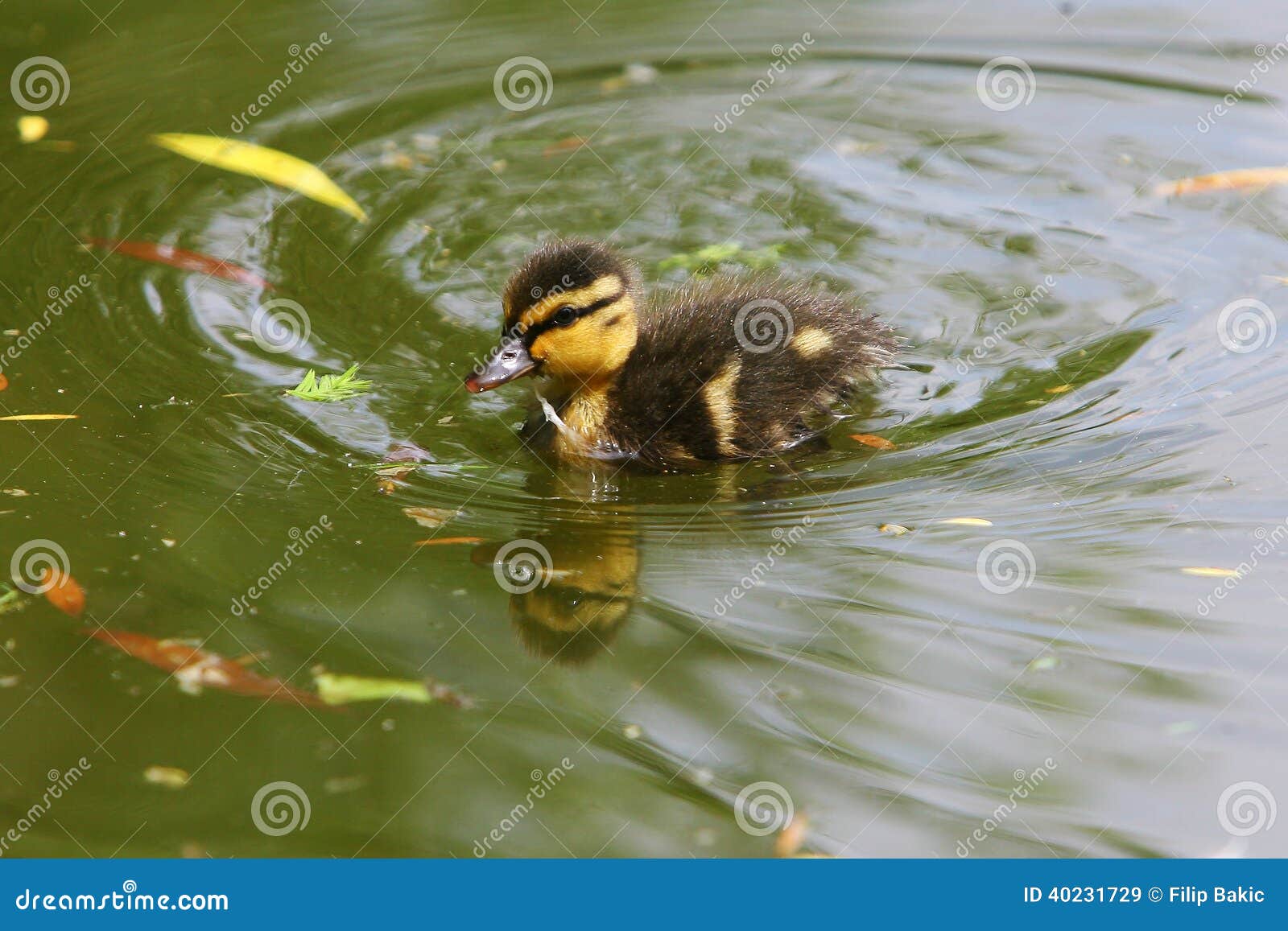 Little duckling stock image. Image of nature, cute, sayings - 40231729