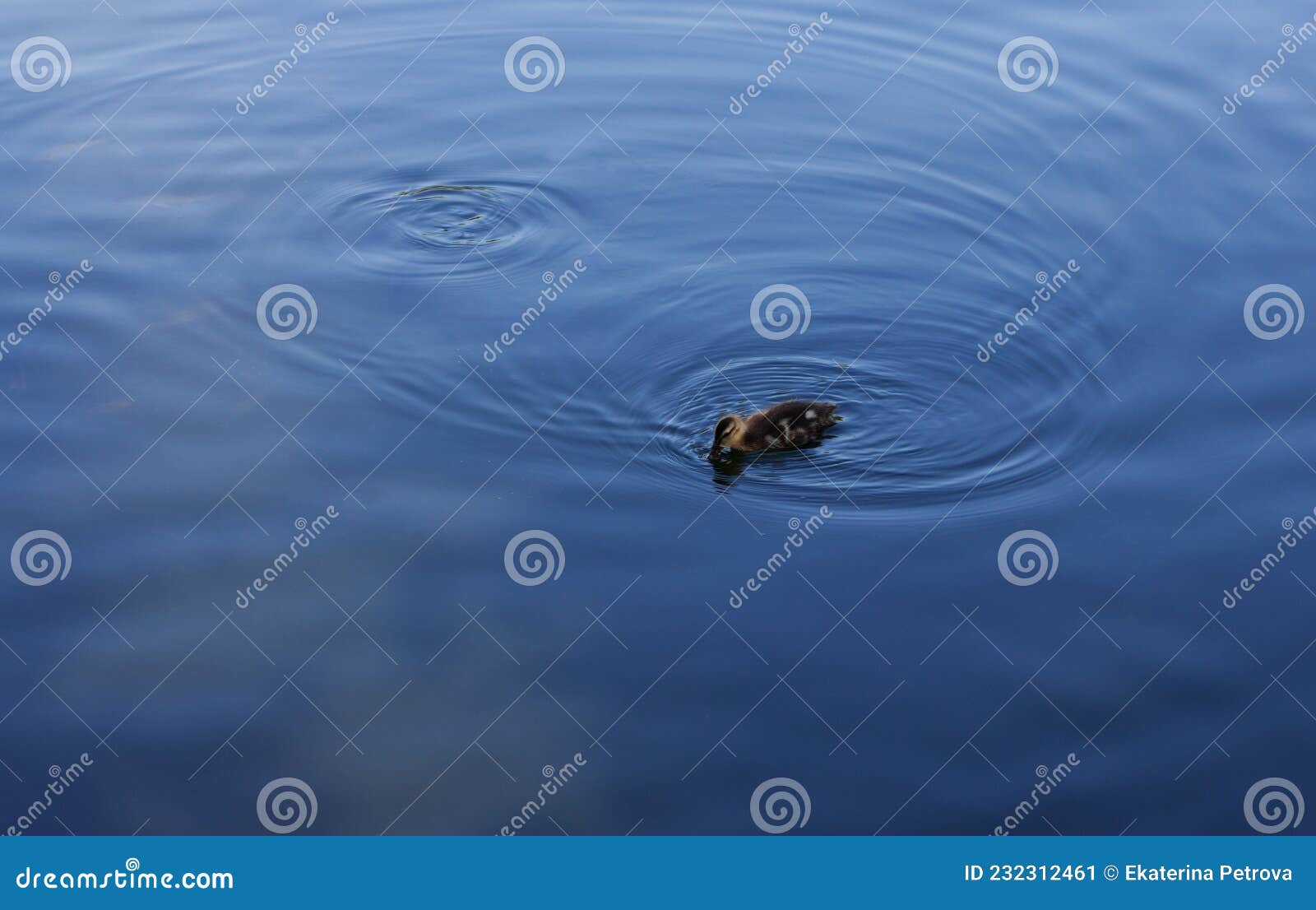 Little Duckling is Swimming. One Duckling is Swimming on the Blue ...