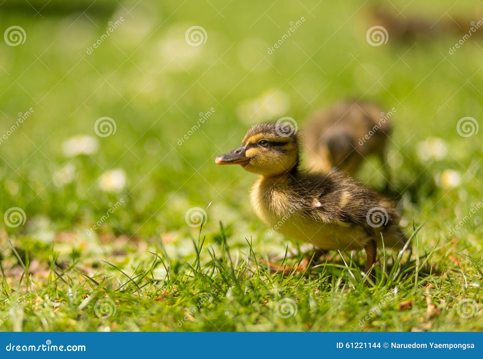 Little duckling stock photo. Image of outdoor, life, nature - 61221144