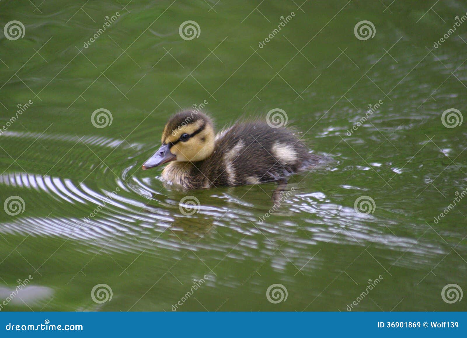 Little duckling in water stock image. Image of head, wildlife - 36901869