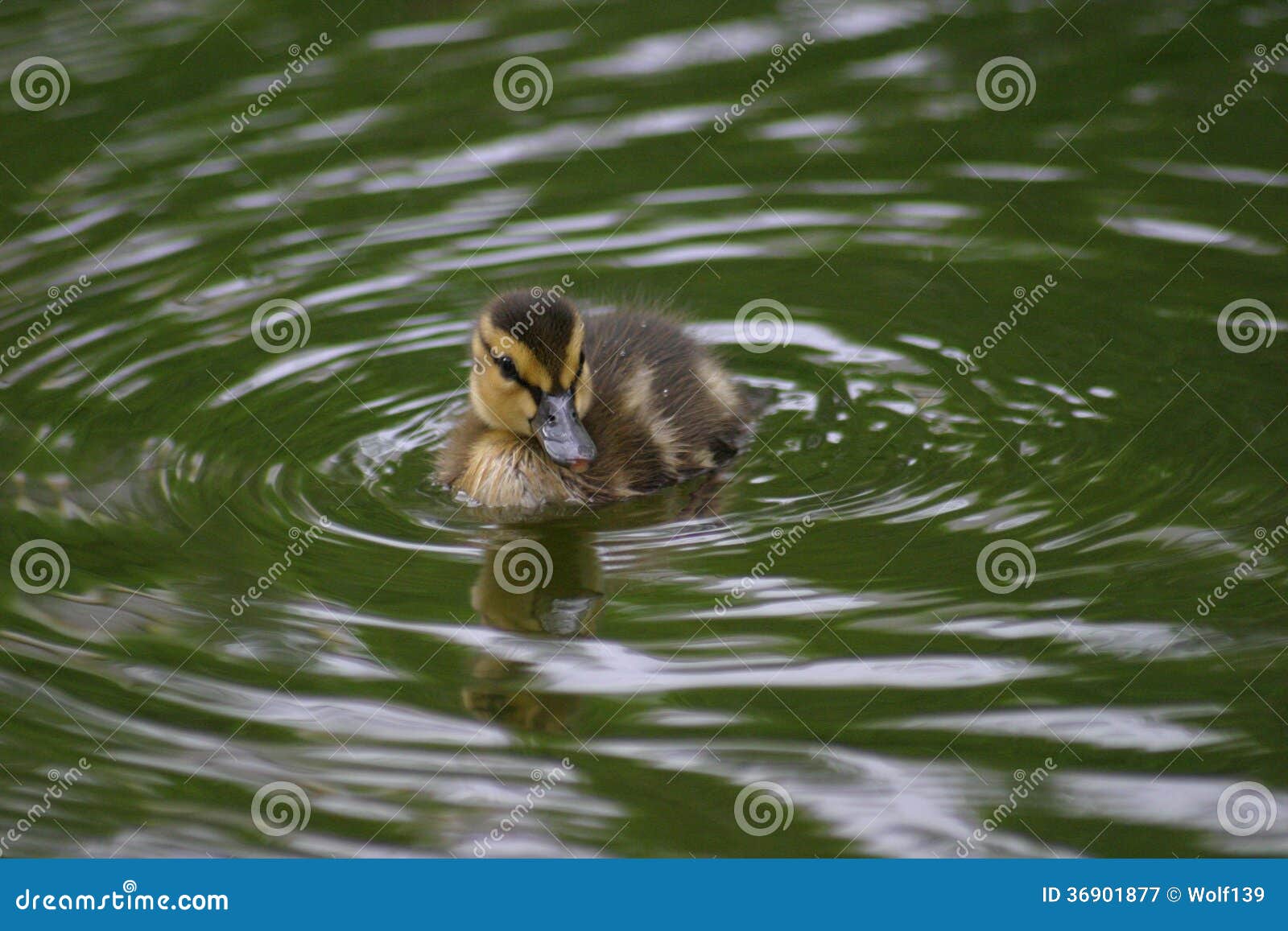 Little duckling in water stock image. Image of birds - 36901877