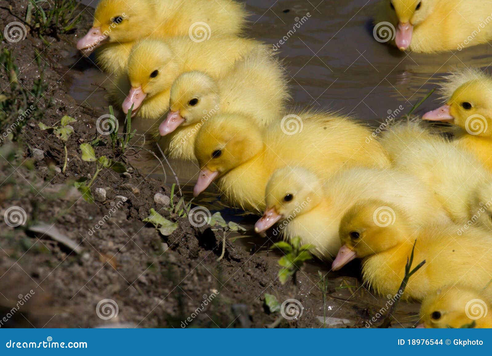 Little ducklings stock photo. Image of animal, mother - 18976544
