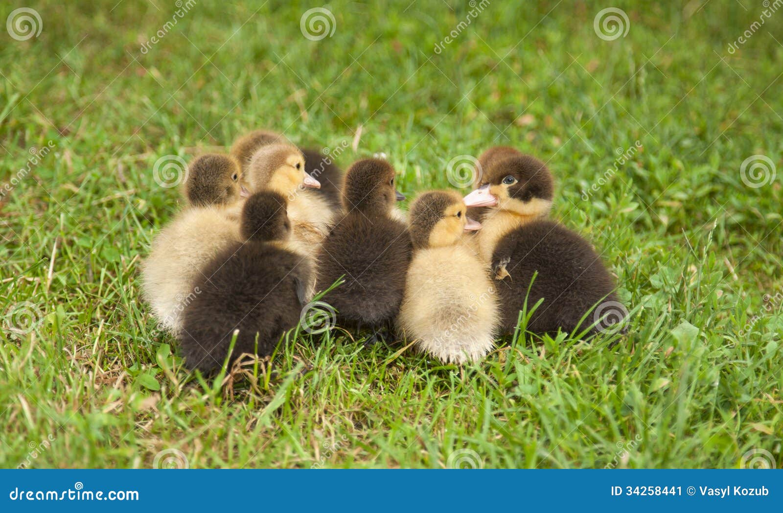 Little ducklings stock image. Image of animal, babies - 34258441